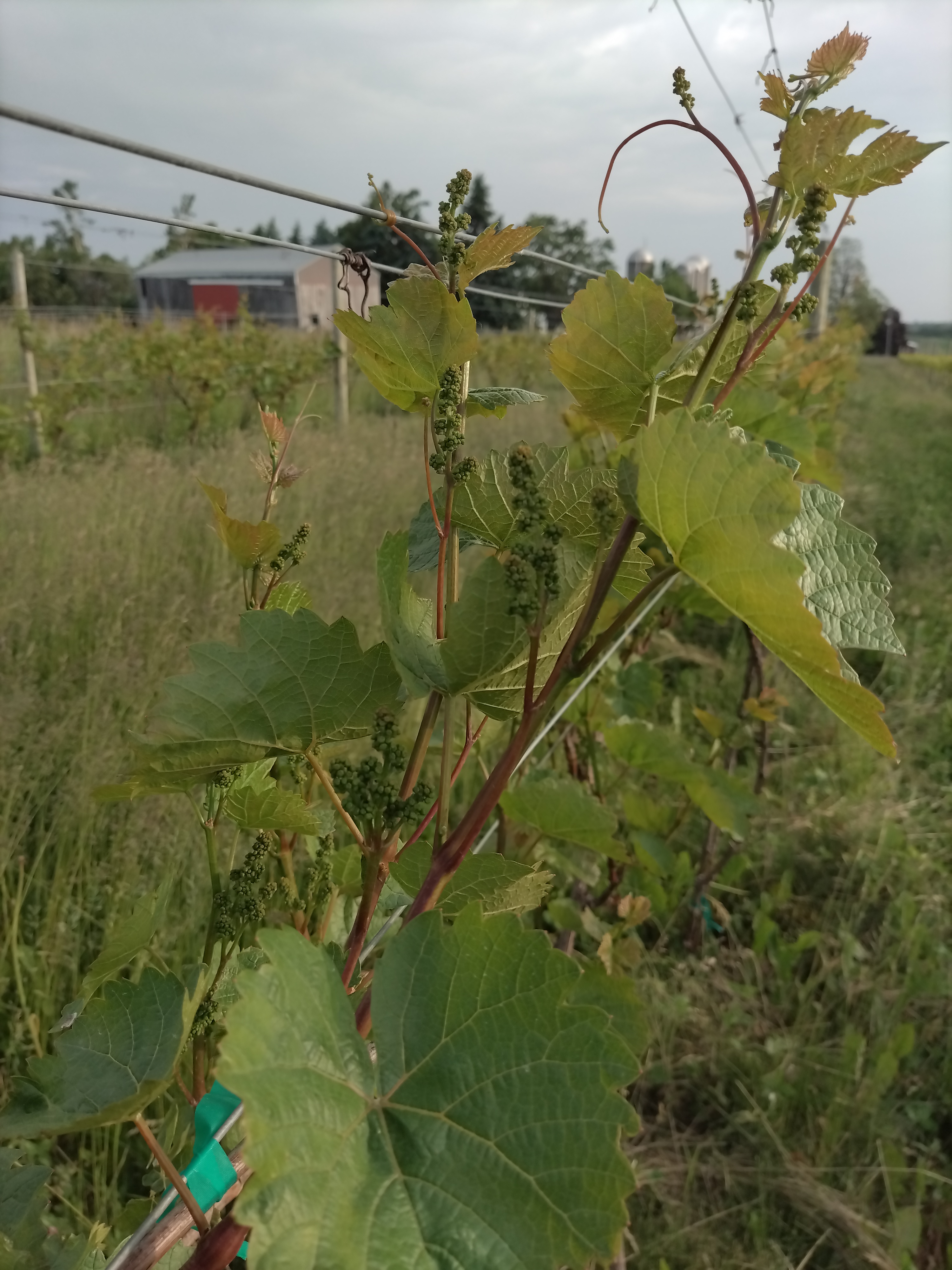 Michigan grape scouting report – June 18, 2025 - Grapes