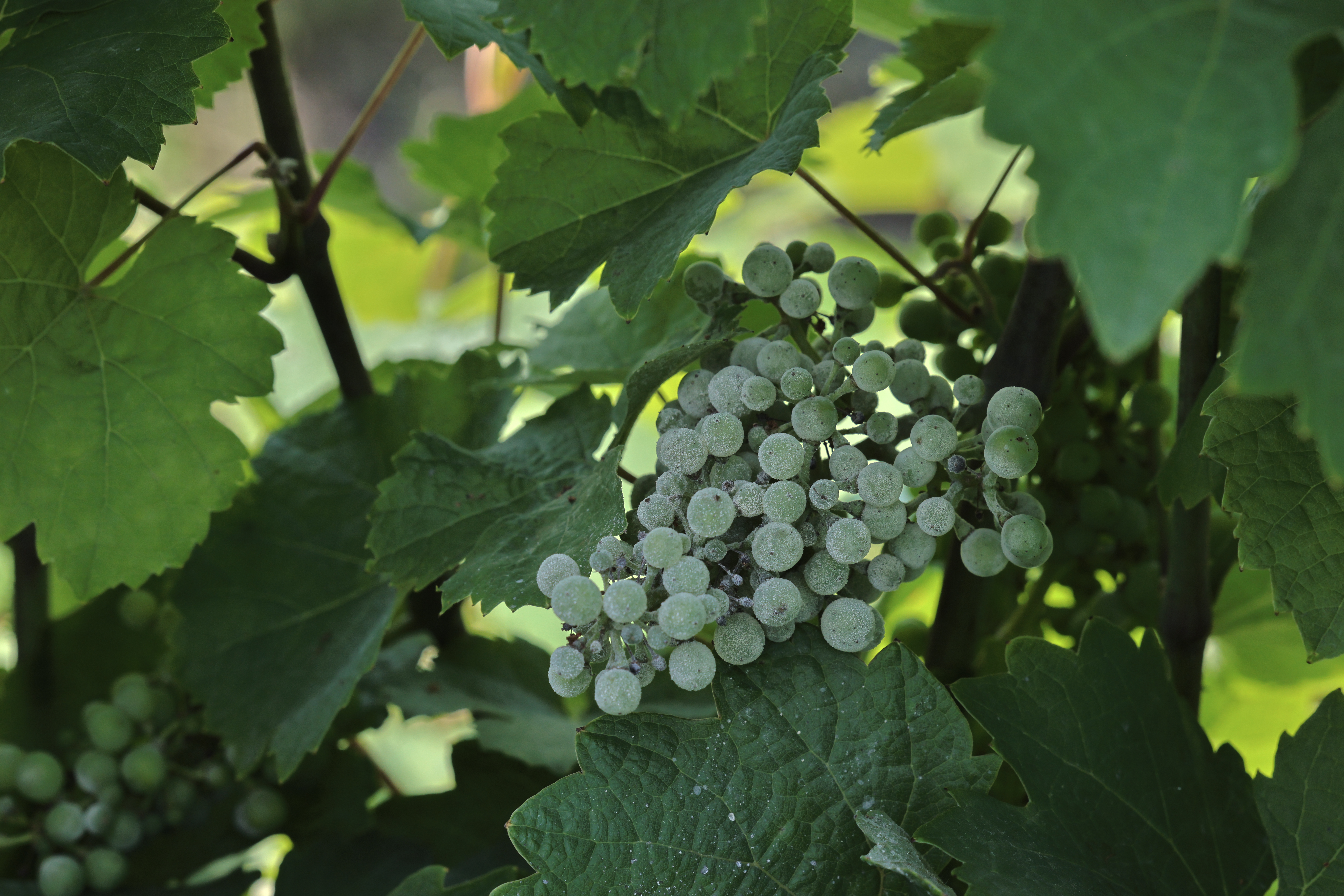Michigan grape scouting report – July 23, 2025 - Grapes