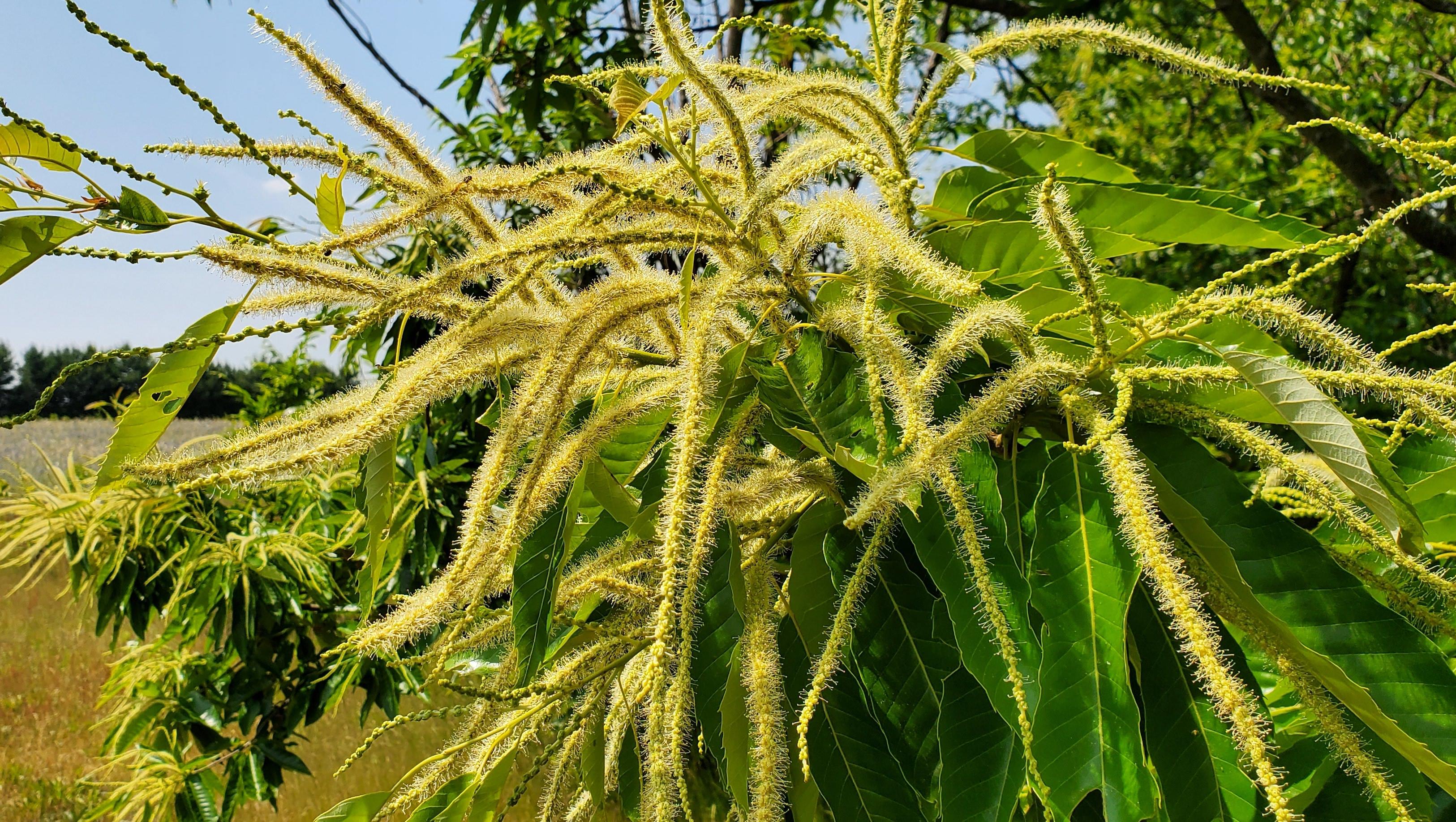 Southwest Michigan fruit update – June 20, 2023 - Fruit & Nuts