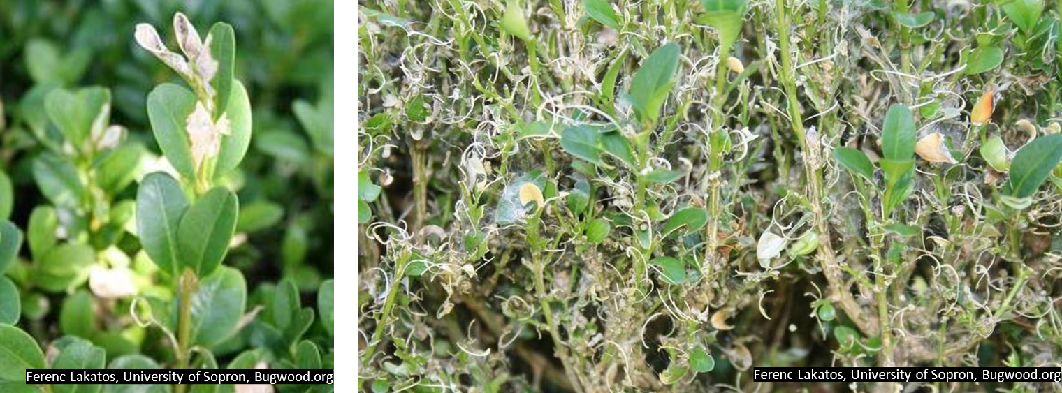 Box Tree Moth Alert - Invasive Species