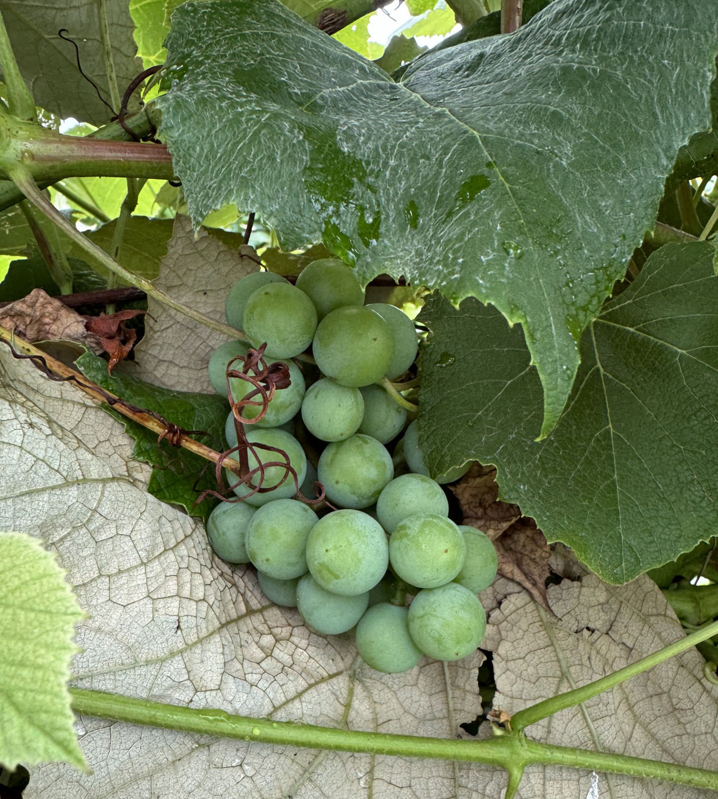 Michigan grape scouting report – July 31, 2024 - Grapes