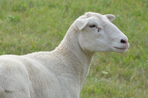 Resources - 4-H Sheep Production & Management
