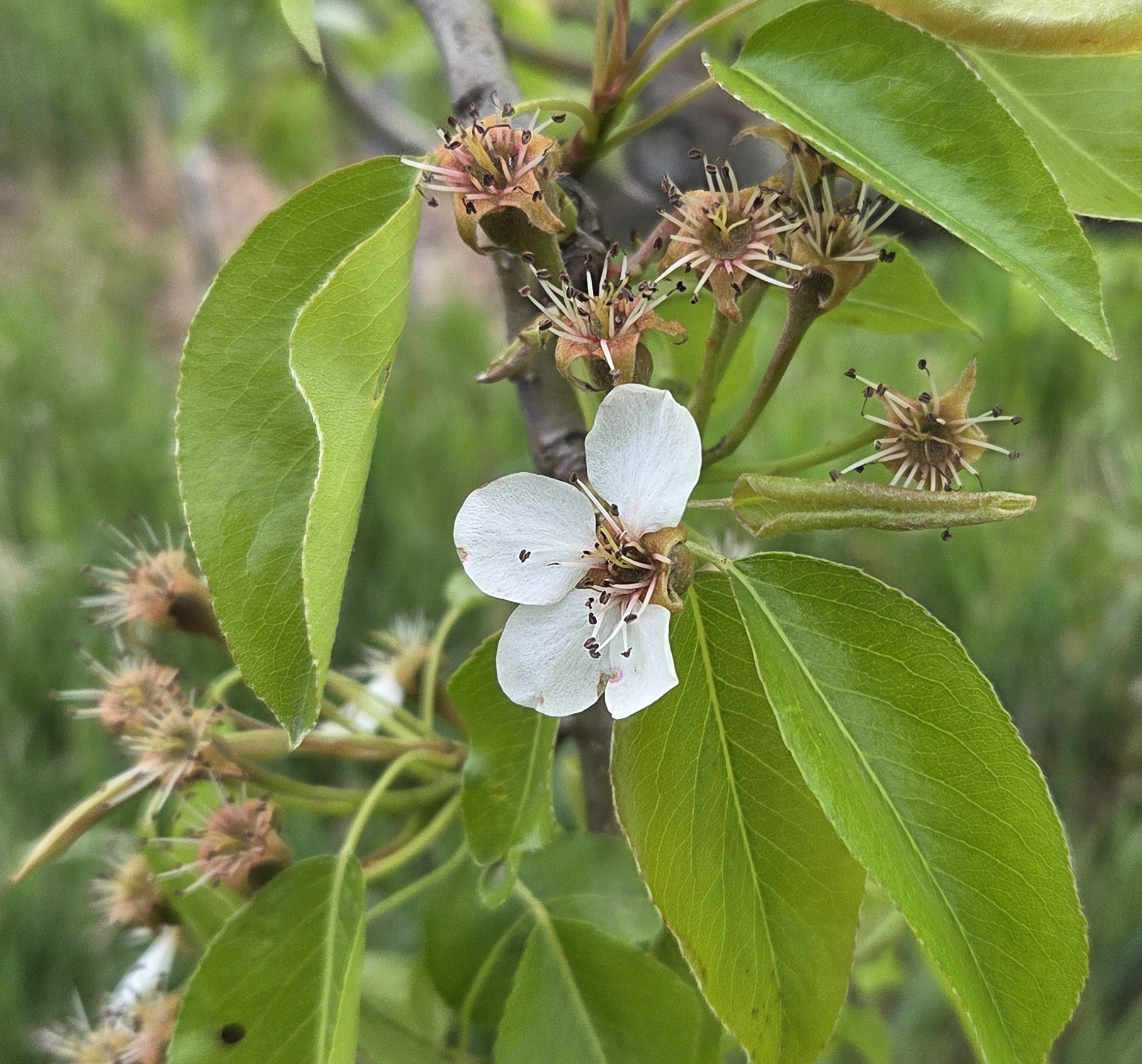 Southwest Michigan fruit update – May 6, 2025 - Fruit & Nuts