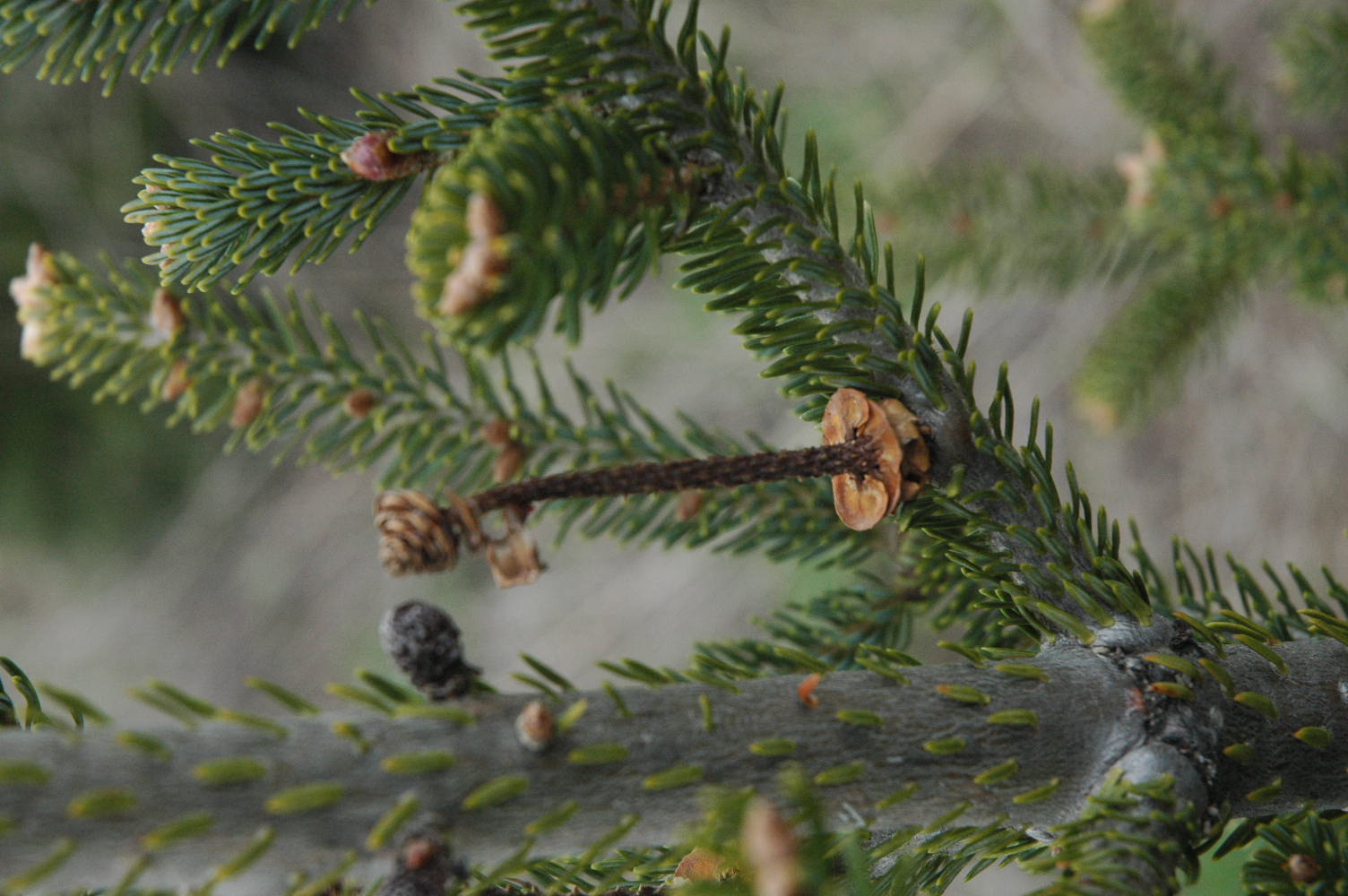 The cone wars: How do we stop them? - Christmas Trees