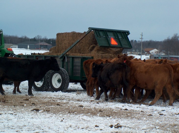 Winter Bale Grazing in Michigan and the Great Lakes Region - Beef