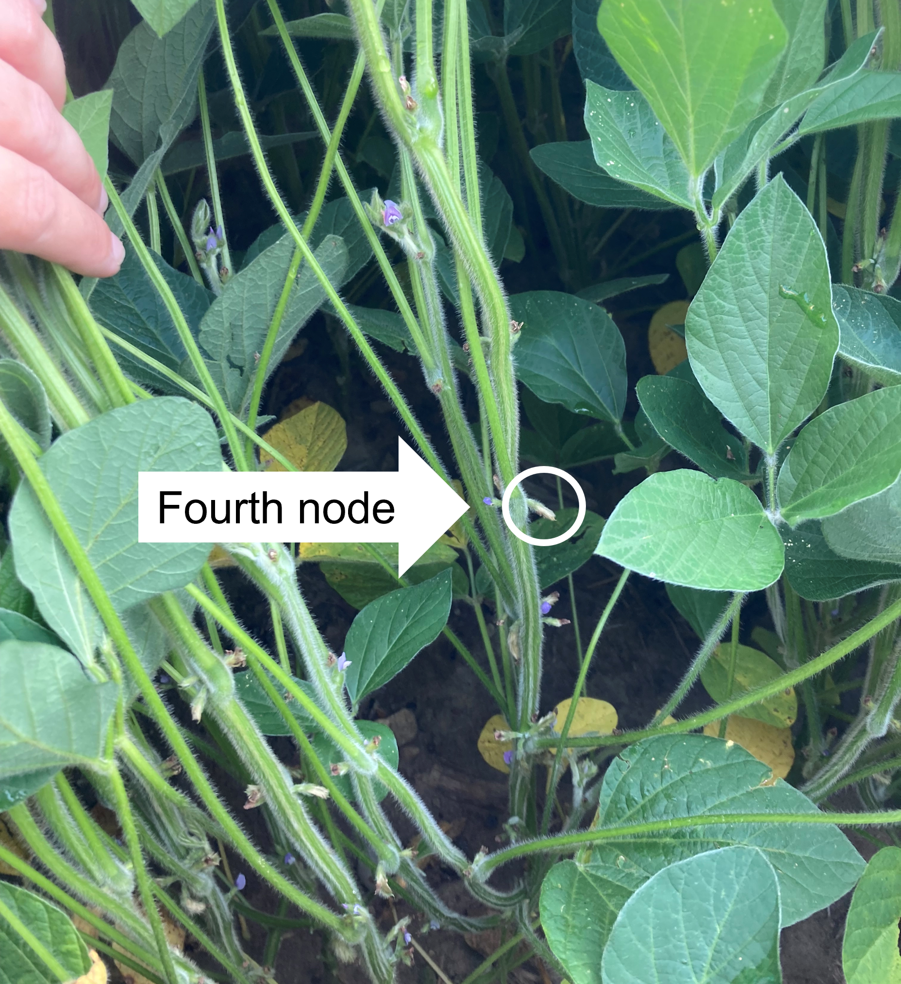 Southwest Michigan field crops update – July 17, 2025 - Field Crops