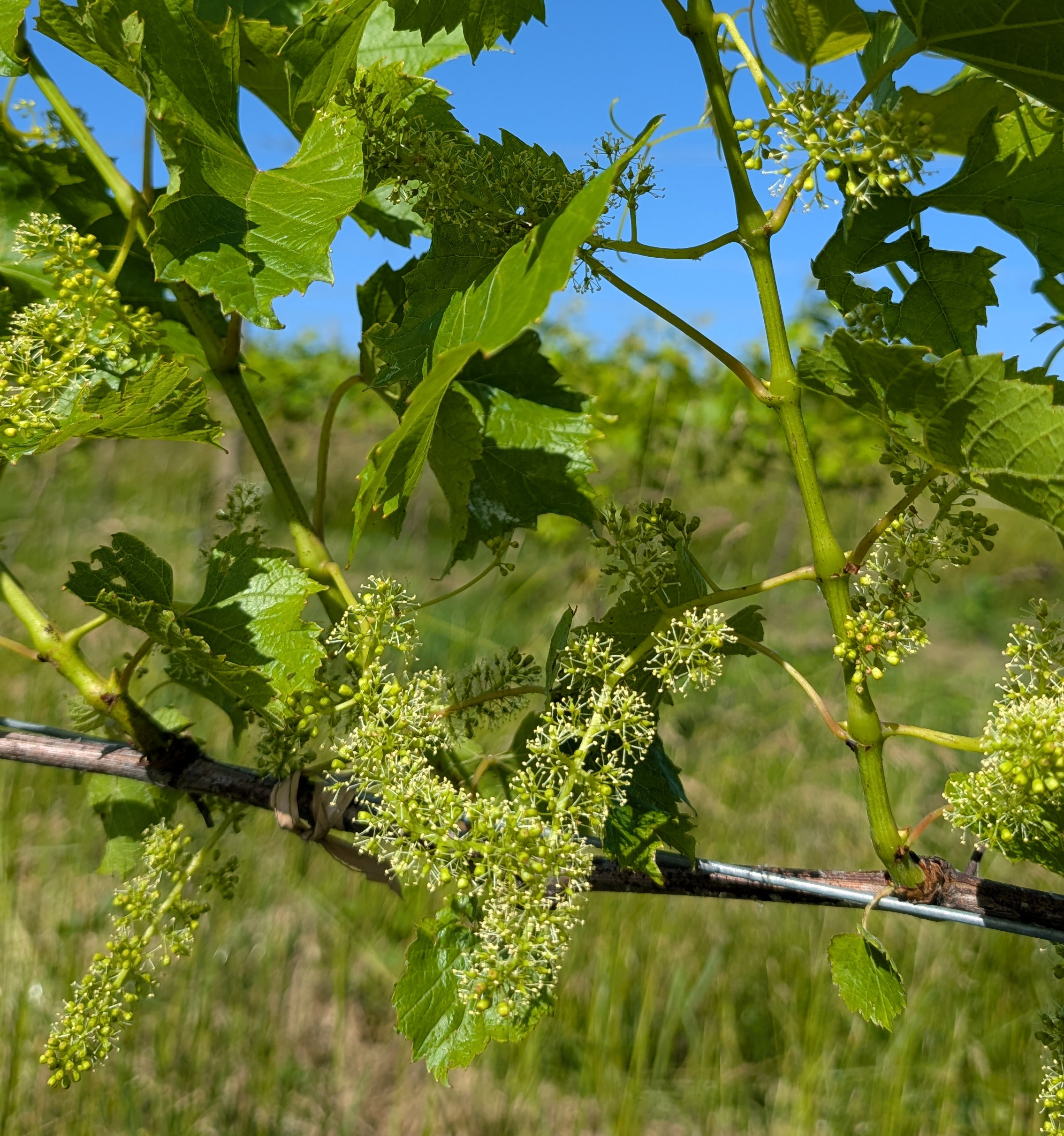 Michigan grape scouting report – June 25, 2025 - Grapes