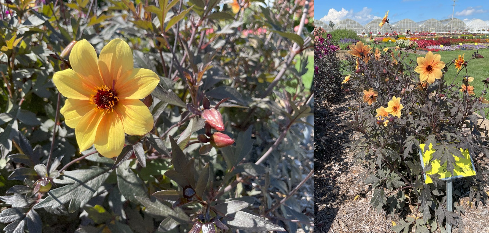 Featured Four: Favorites from Raker-Roberta's Young Plants ...