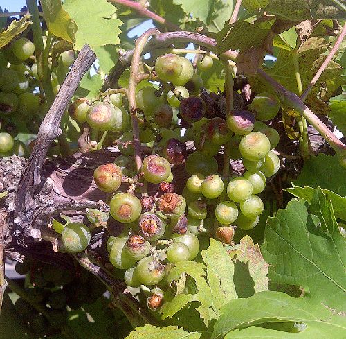 Comprehensive management strategies for vineyards after hailstorms - Grapes