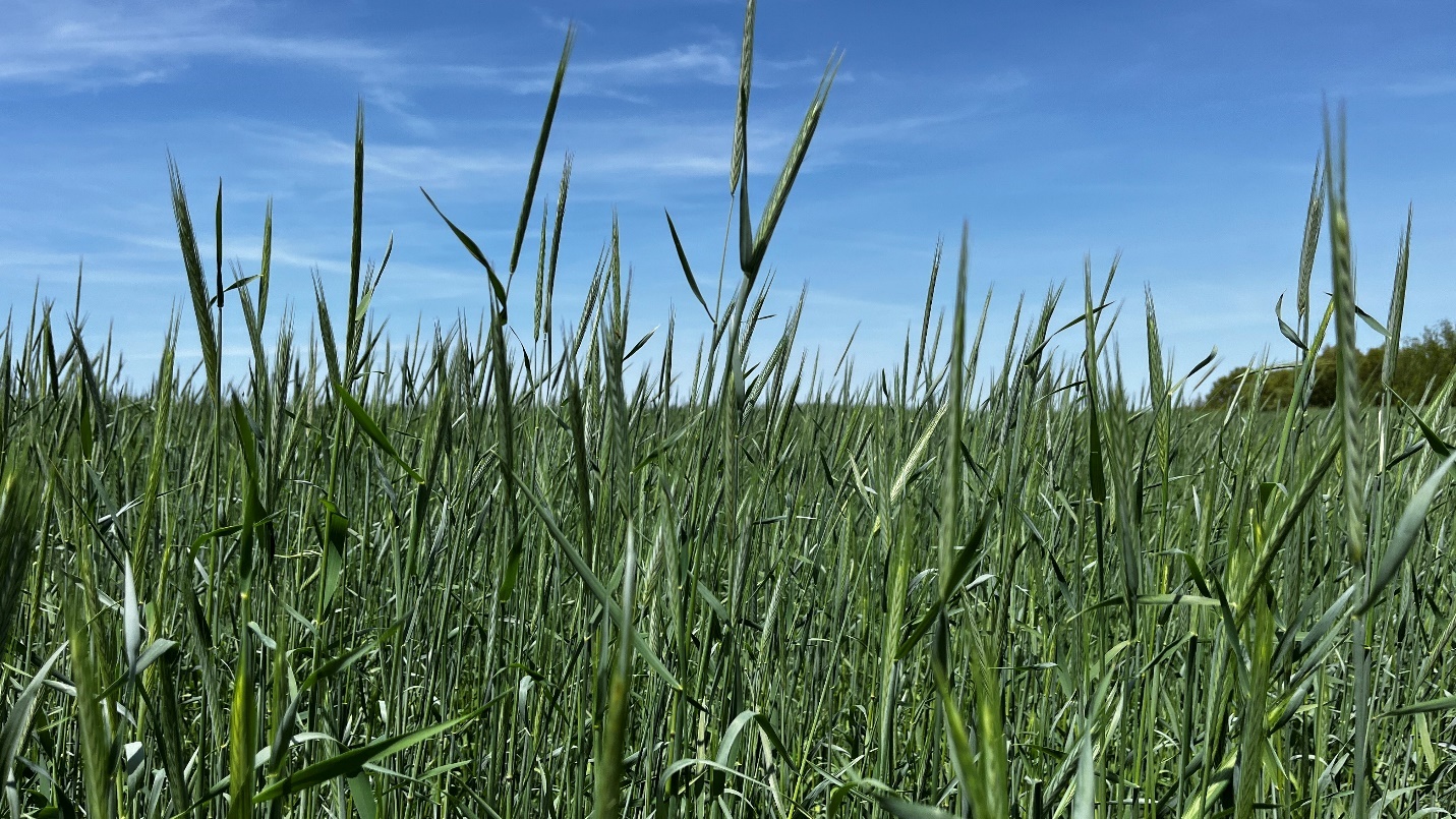 Southwest Michigan field crops update – May 18, 2023 - Field Crops