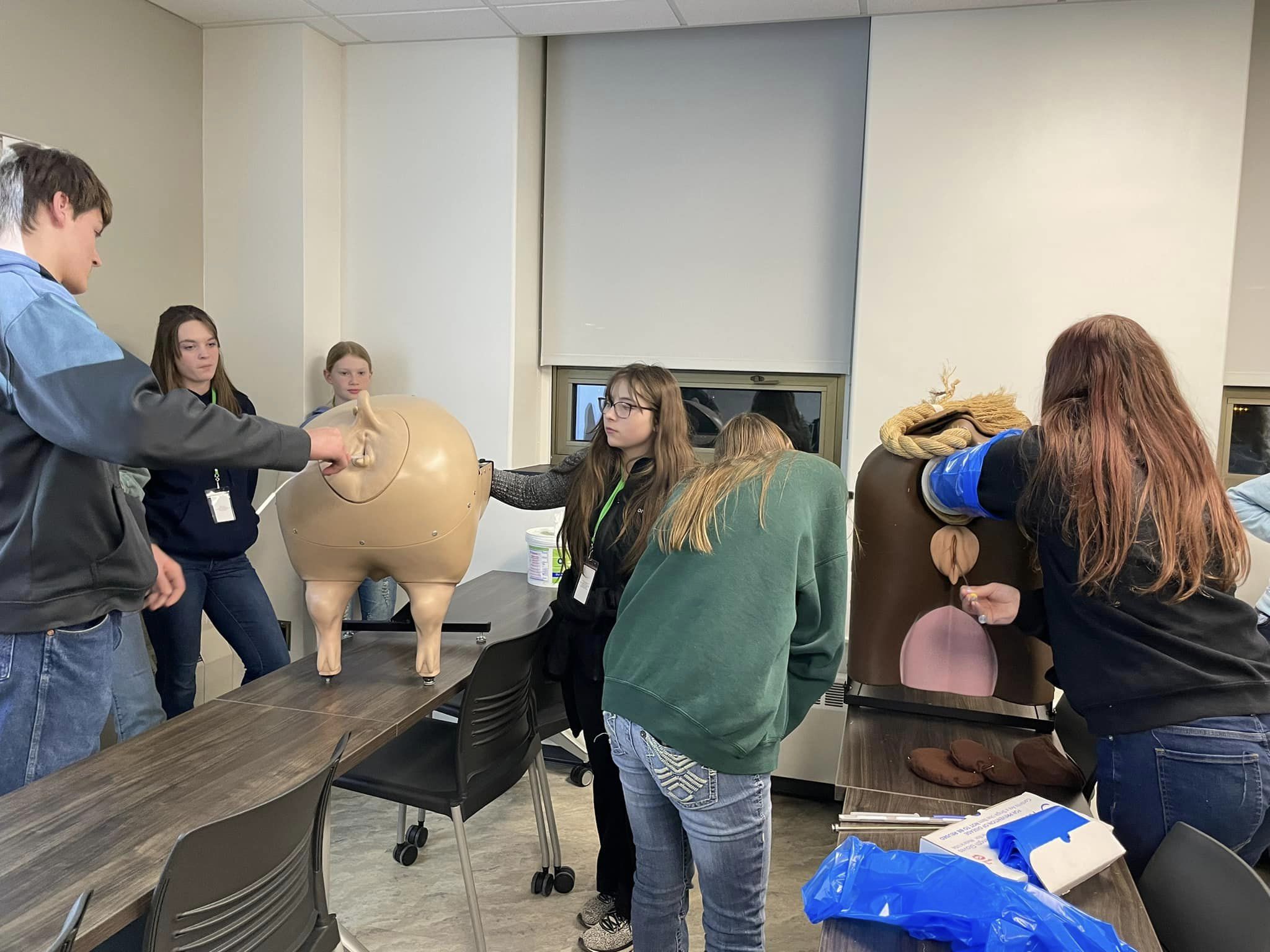 Two 4-H animal science events made their return in 2024 - 4-H Animal ...