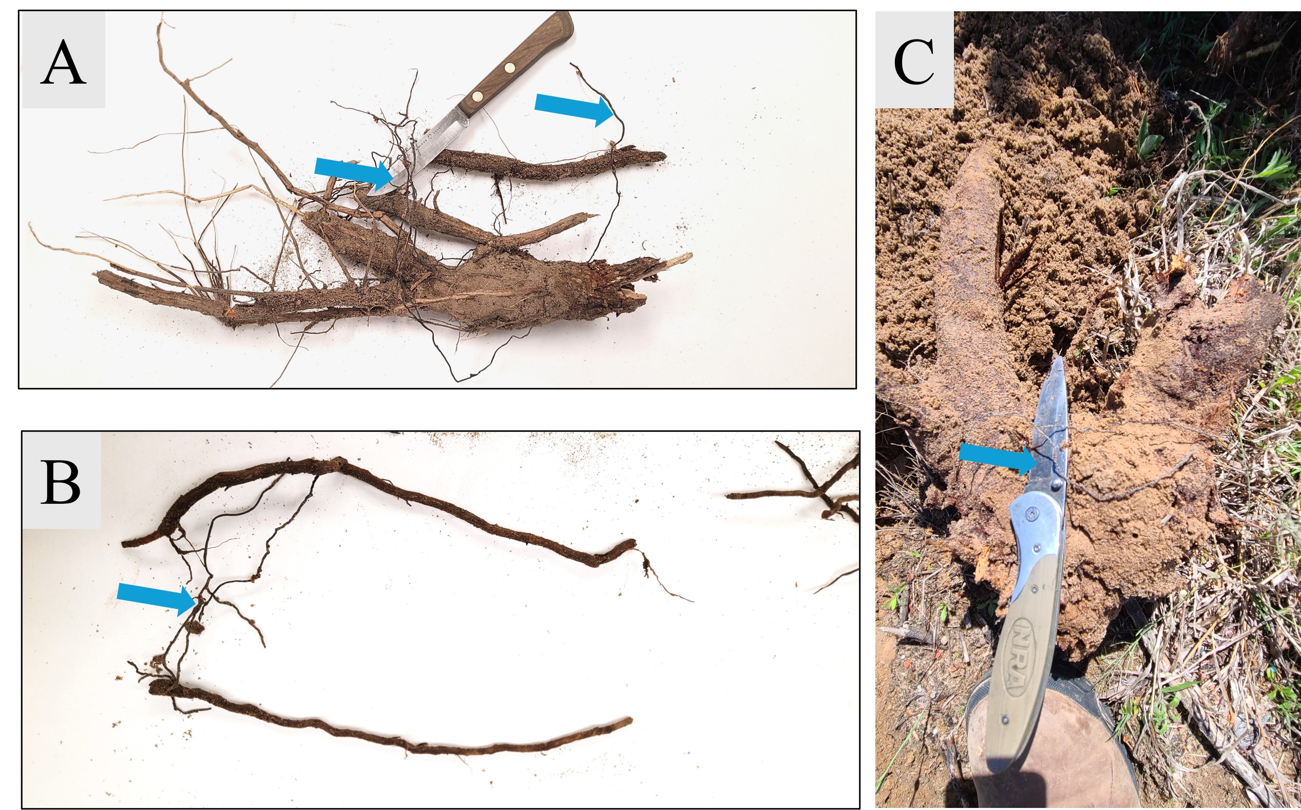 Armillaria root rot in Christmas tree plantations - Christmas Trees