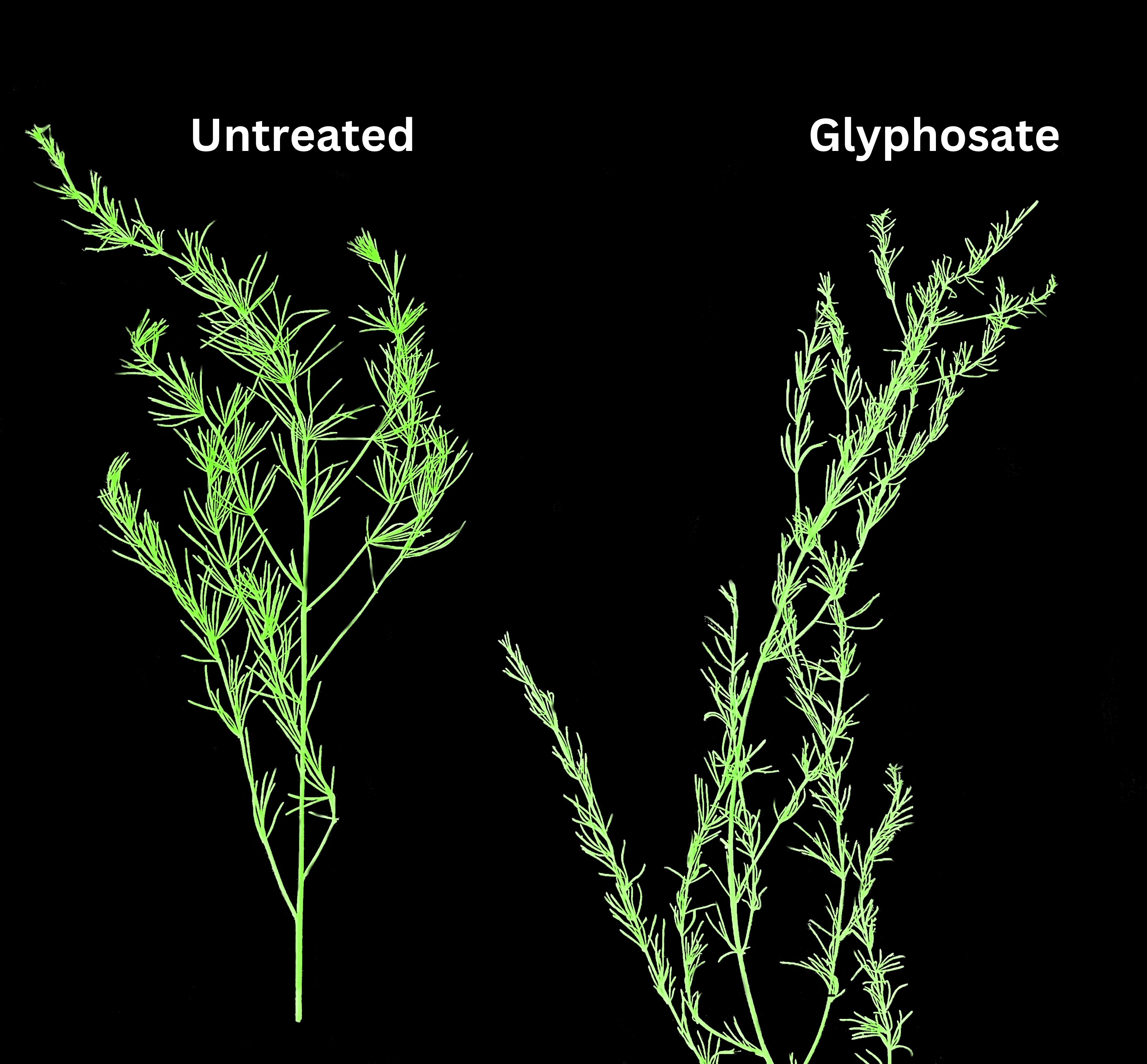 Auxin herbicide injury in asparagus creates twists and turns - Vegetables