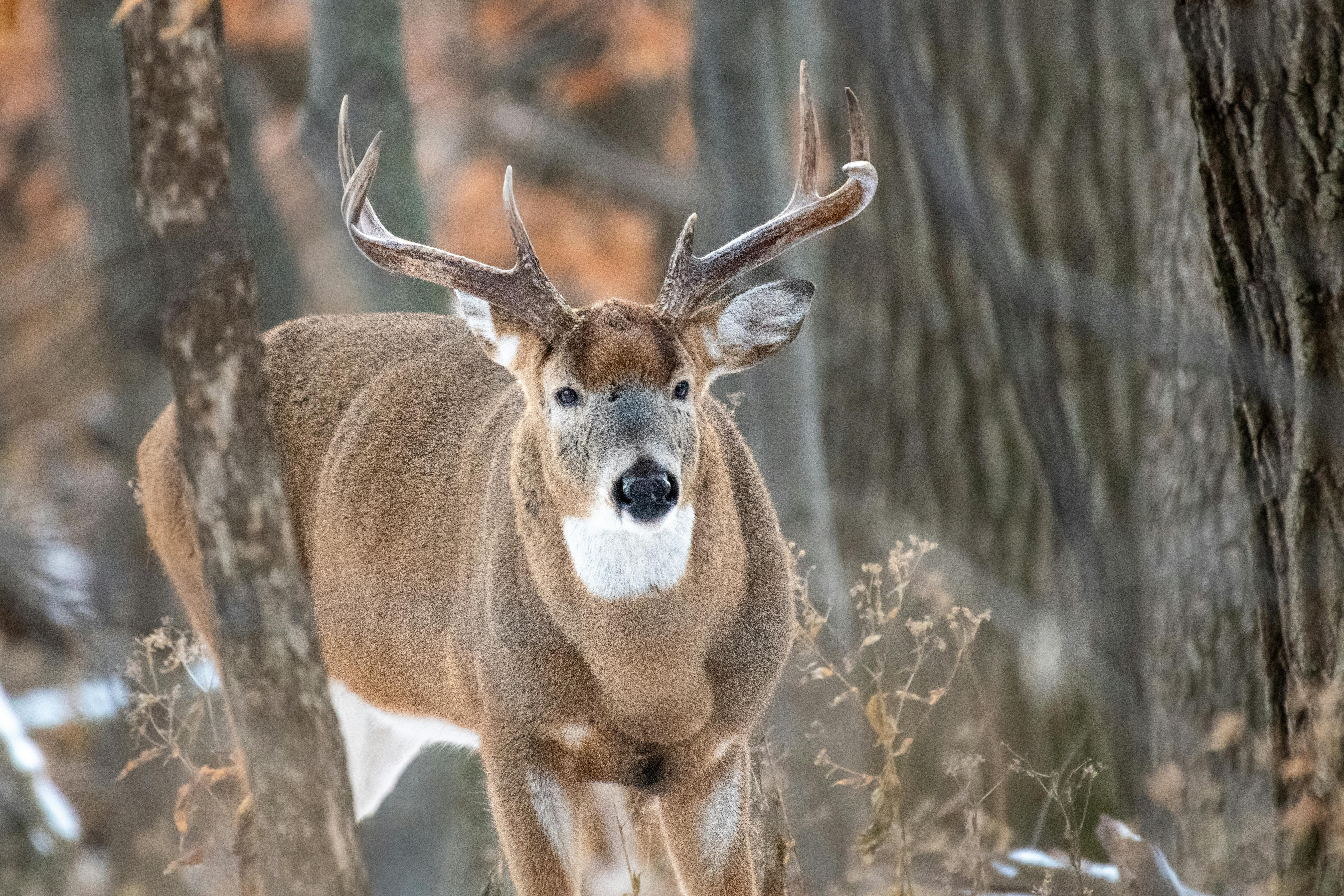 MSU Researchers Show Sport Hunting Benefits Wildlife Conservation ...