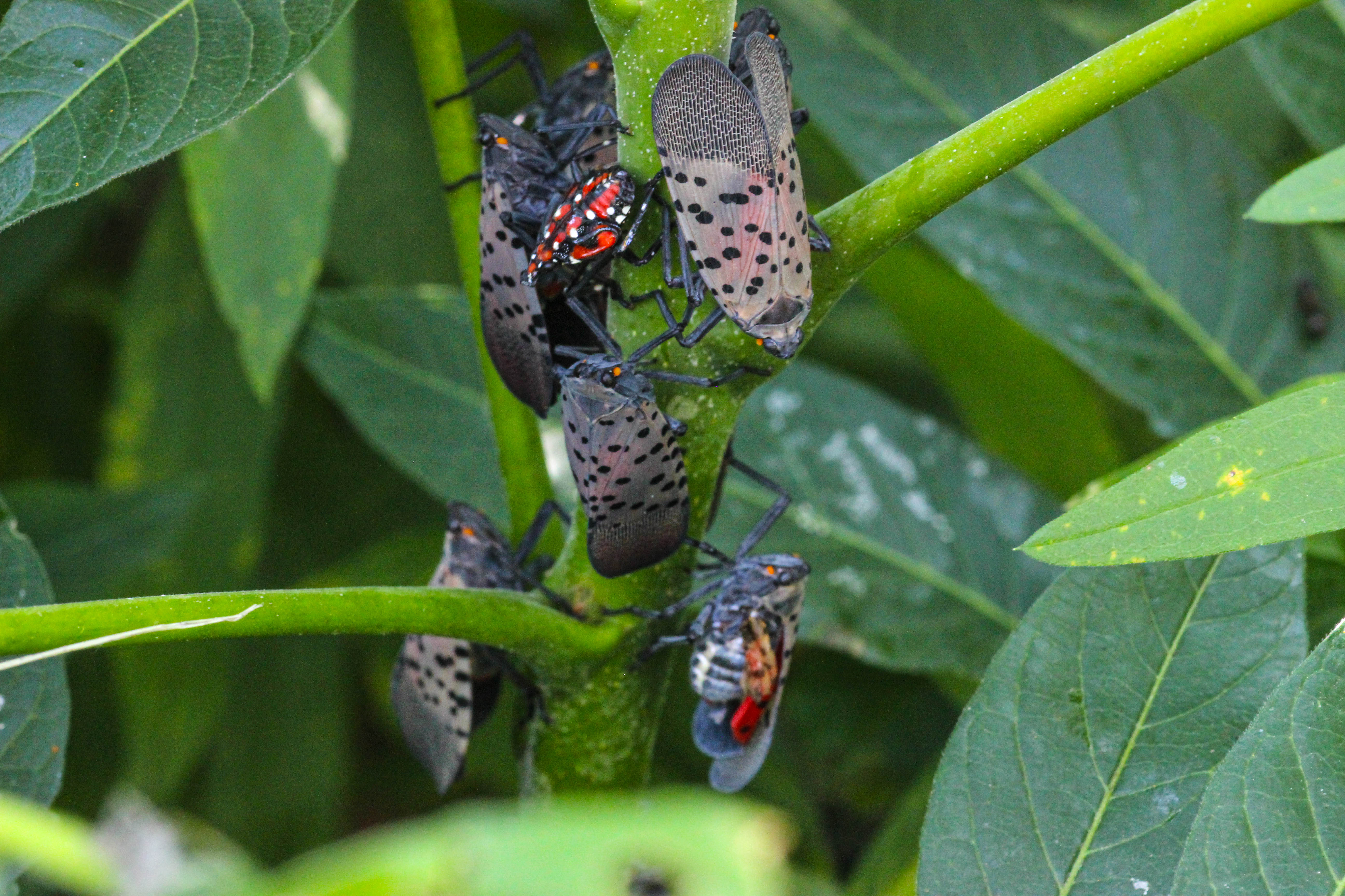 A Tale of Two Invaders: Tree of Heaven and Spotted Lanternfly ...