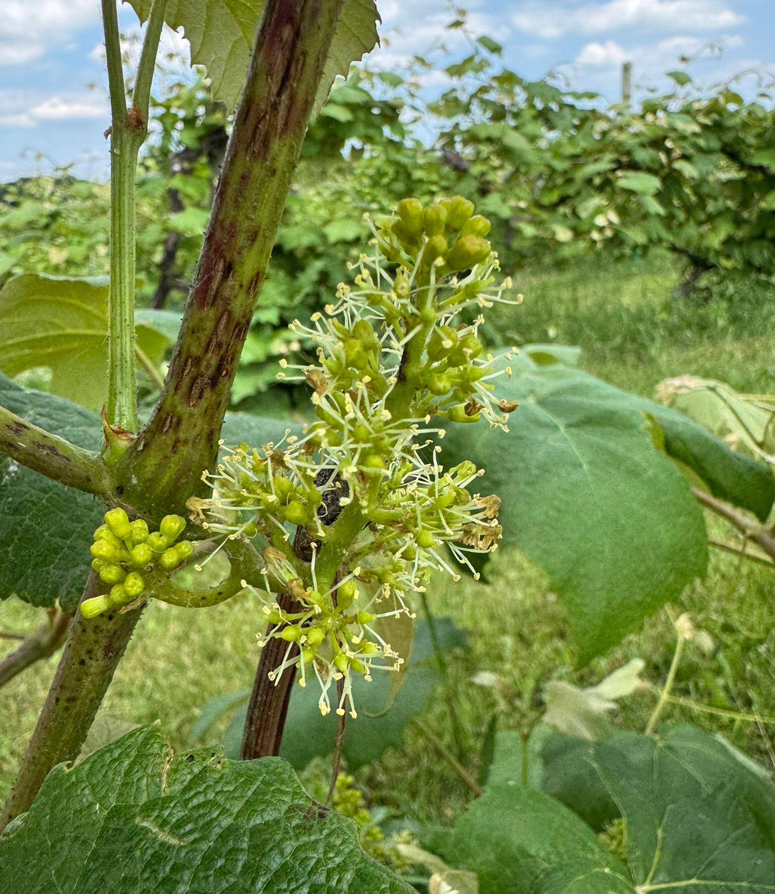 Michigan grape scouting report – June 18, 2025 - Grapes