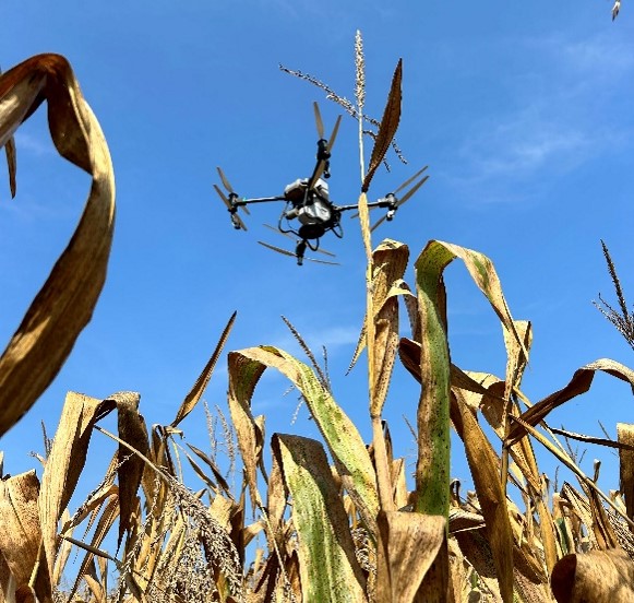 Interseeding cover crops into corn and soybeans in Michigan: Lessons ...