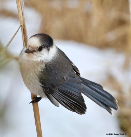 Eastern Upper Peninsula birding update: What to see and where ...