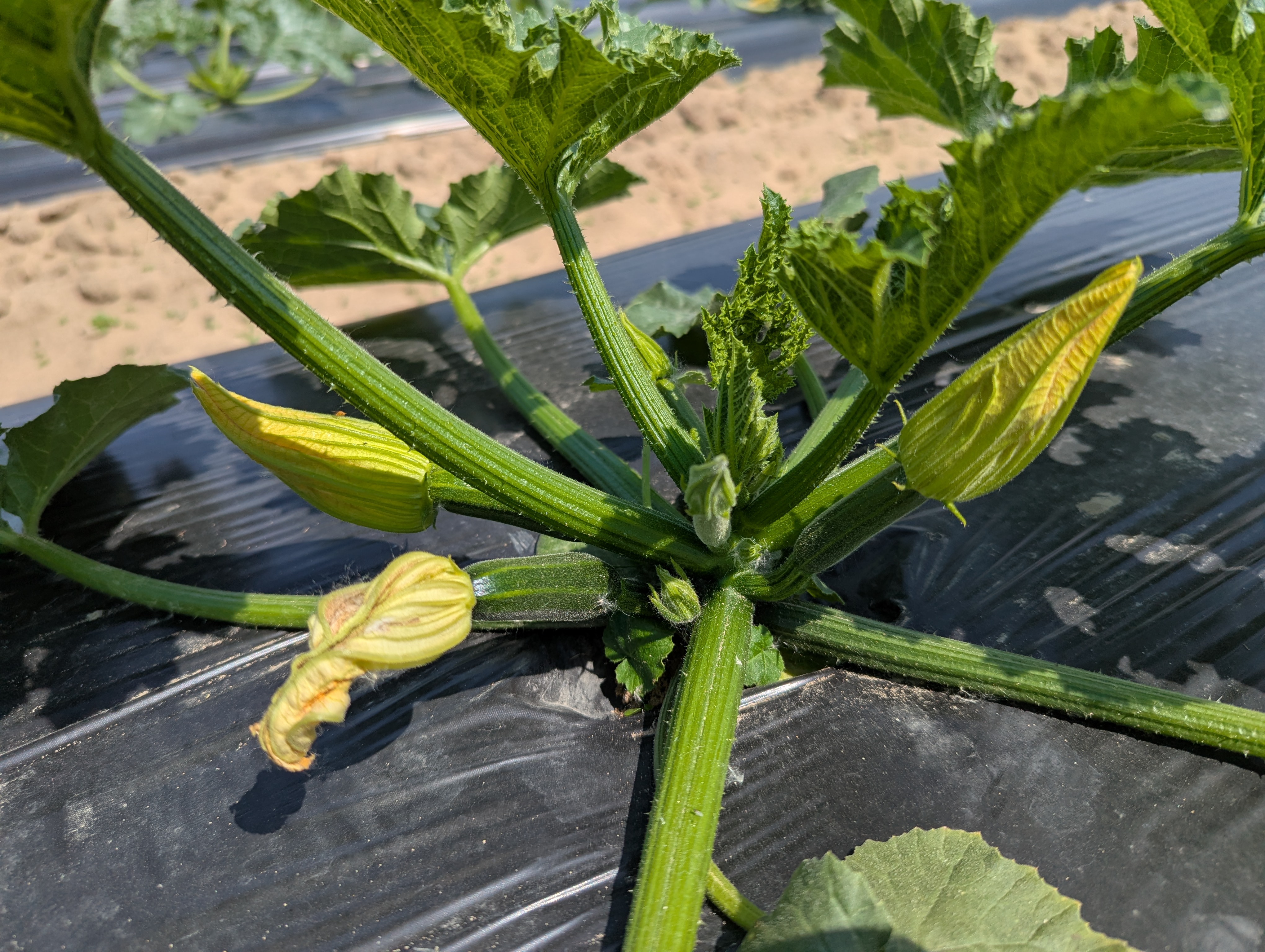 Michigan vegetable crop report – June 18, 2025 - Vegetables