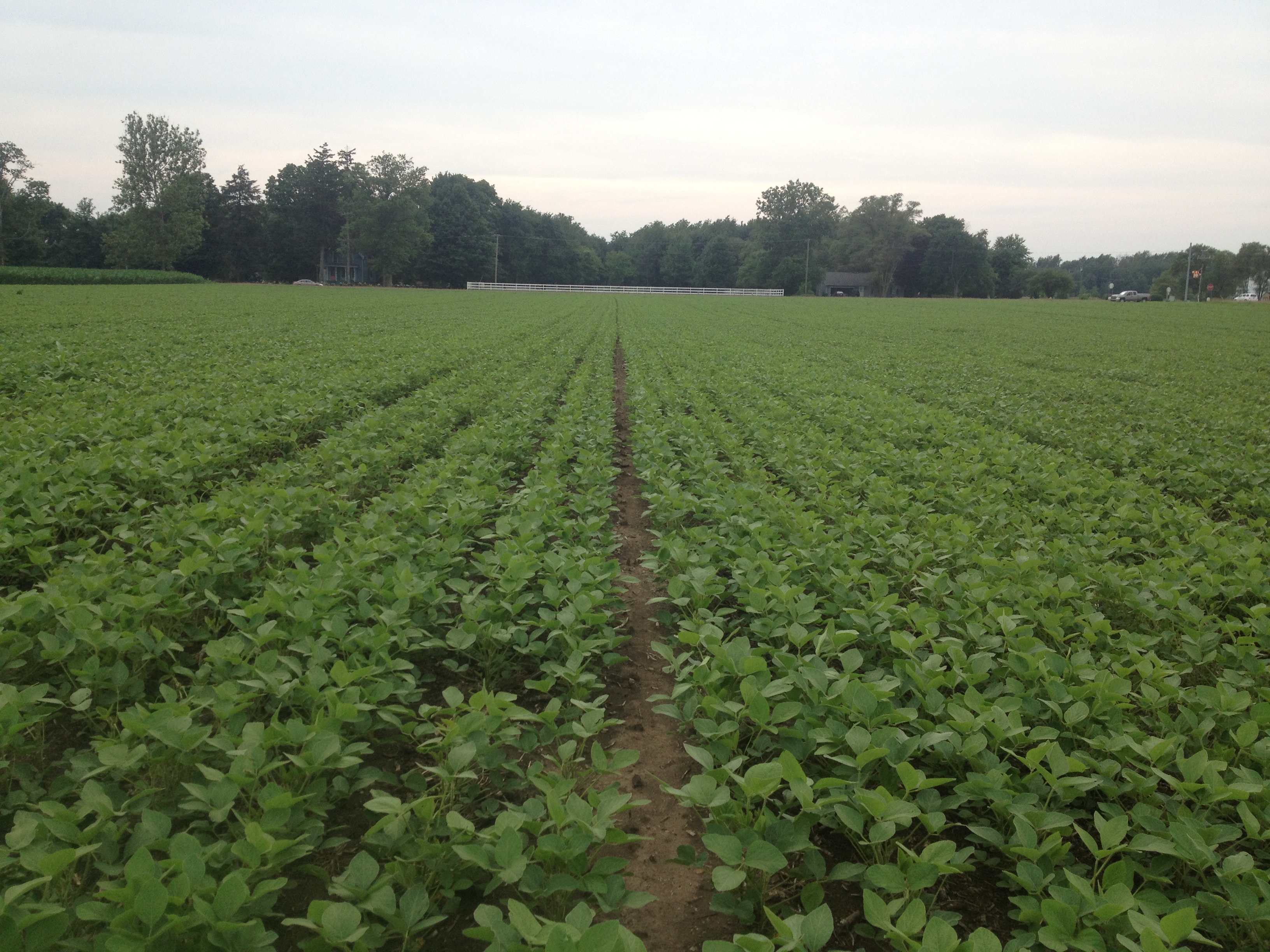 Bulletin E-3431 How to Read a Seed Guide (Soybean Edition) - DEMaND