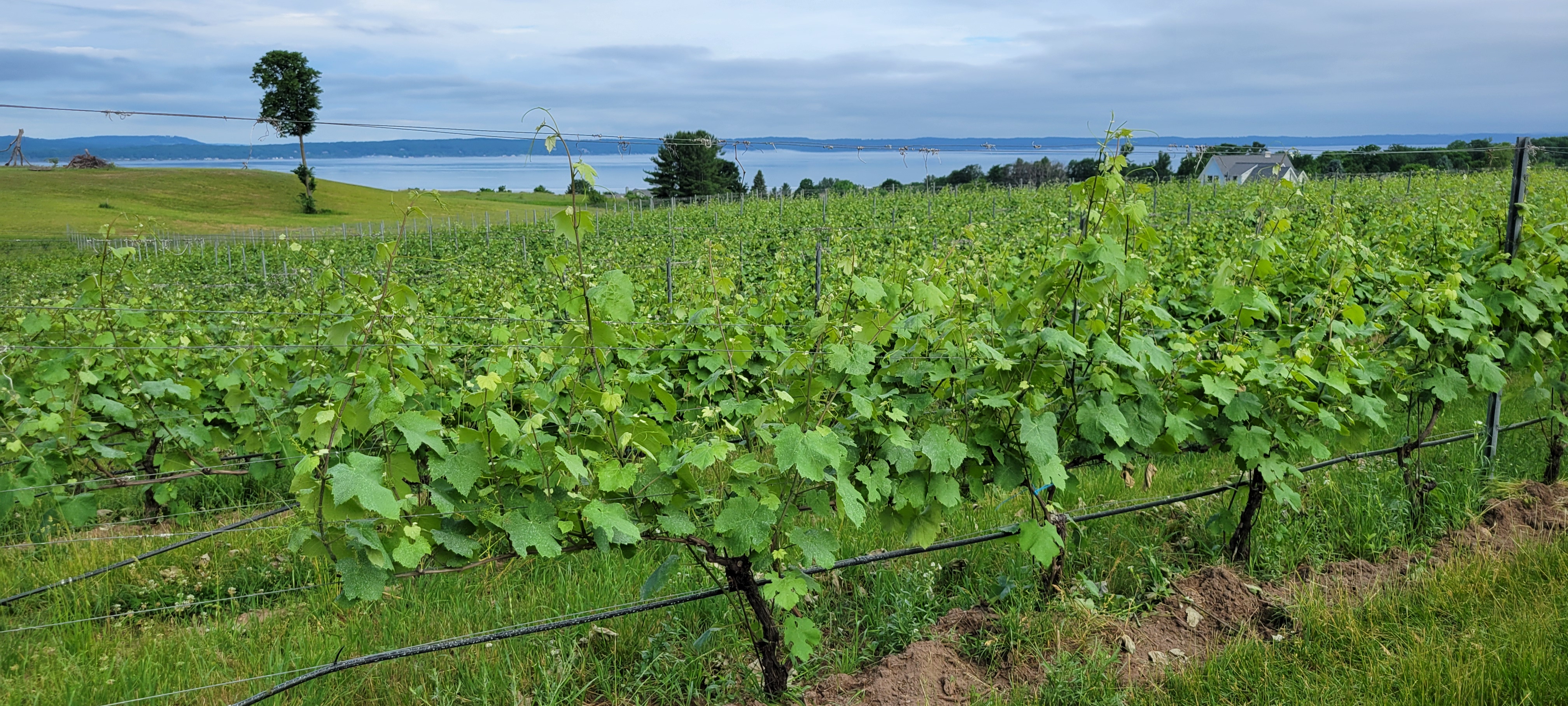 Michigan grape scouting report – June 25, 2025 - Grapes