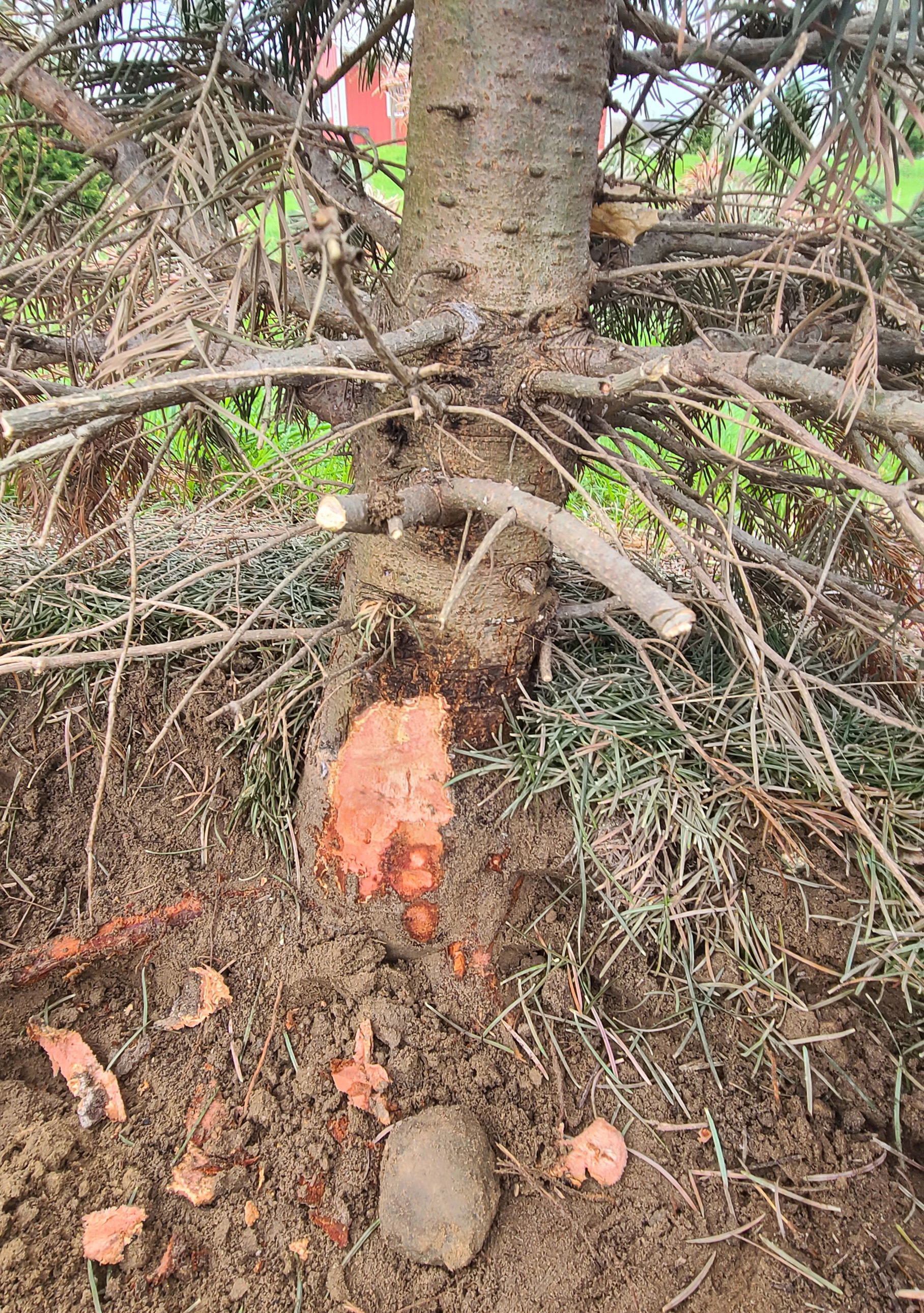 Managing Phytophthora root rot in Christmas tree plantations ...