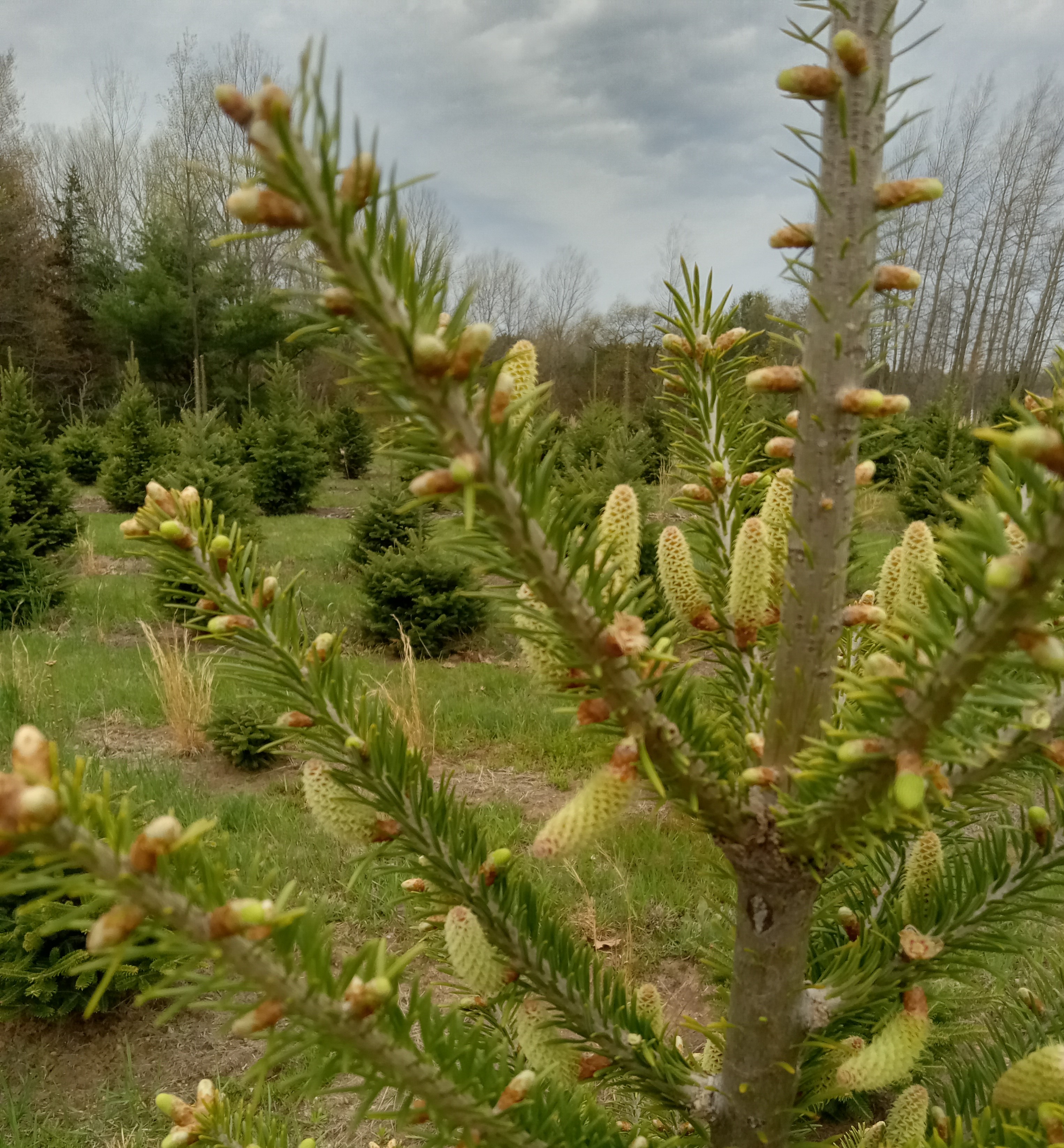 Christmas tree update – May 11, 2023 - Christmas Trees