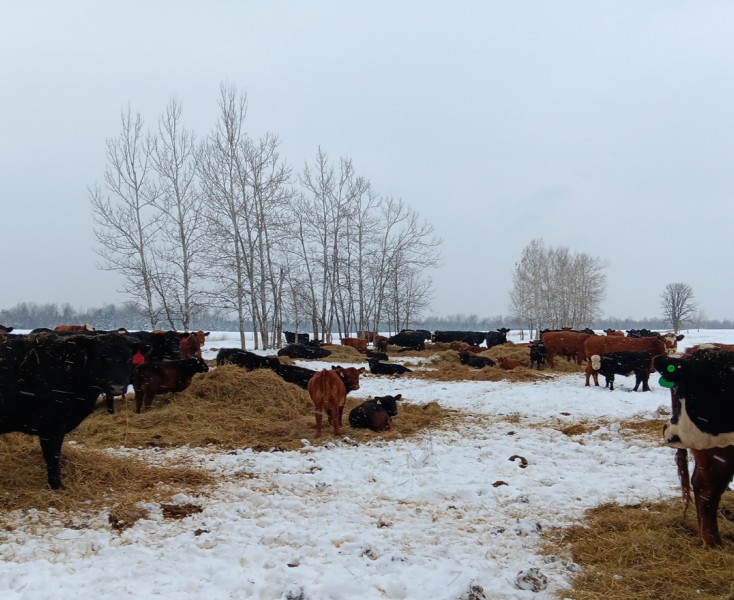 Winter Bale Grazing in Michigan and the Great Lakes Region - Beef