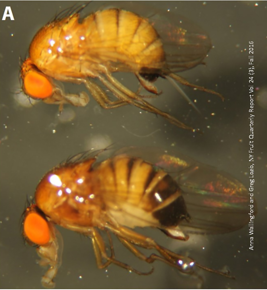 West central Michigan small fruit update – July 12, 2023 - Fruit & Nuts