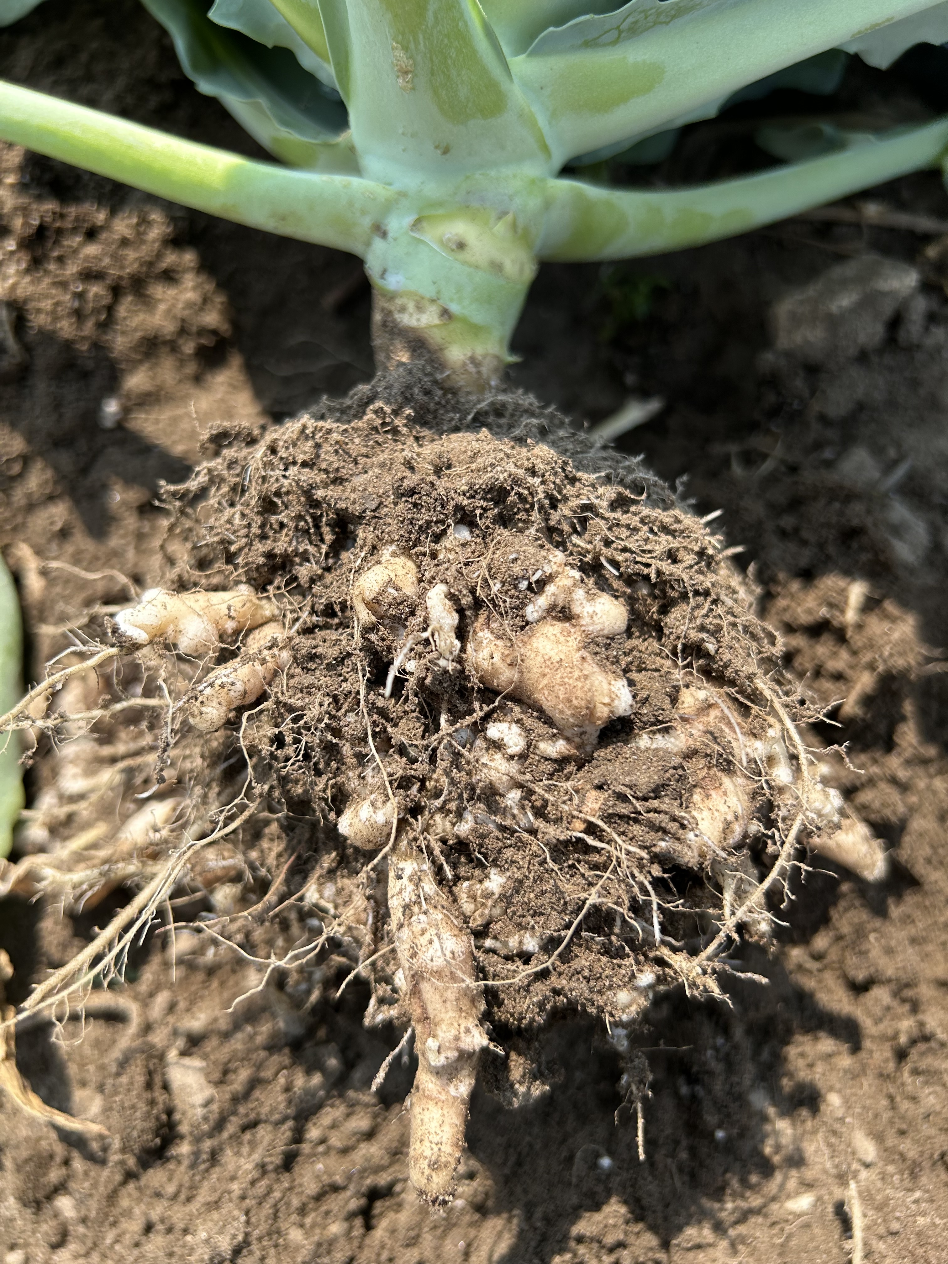 Michigan vegetable crop report – July 10, 2024 - Vegetables