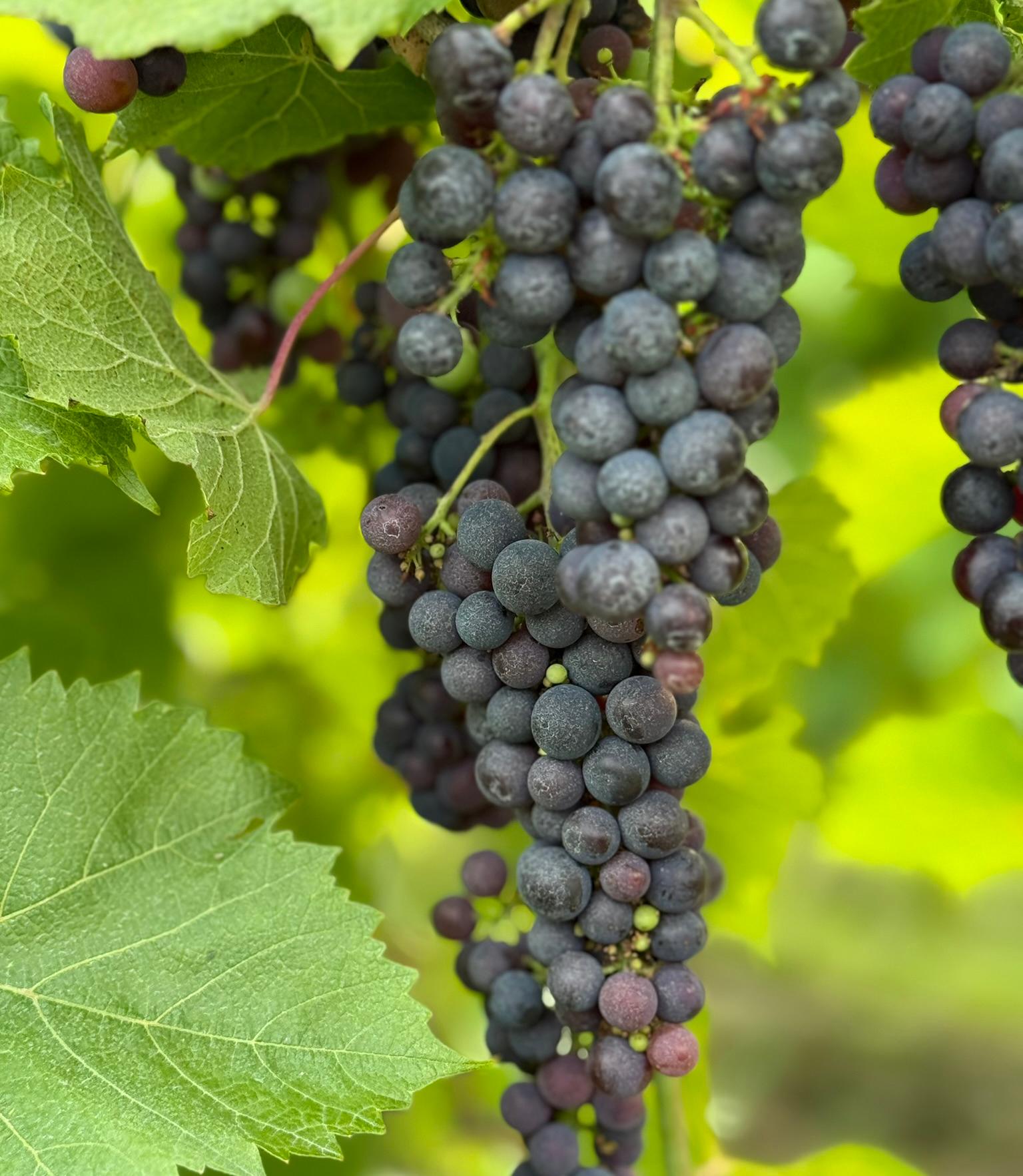 Michigan grape scouting report – August 6, 2025 - Grapes