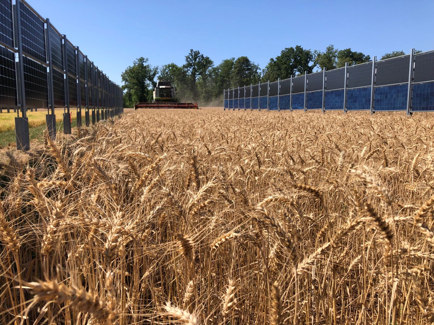 Agrivoltaic opportunities: Grow crops in solar energy systems ...