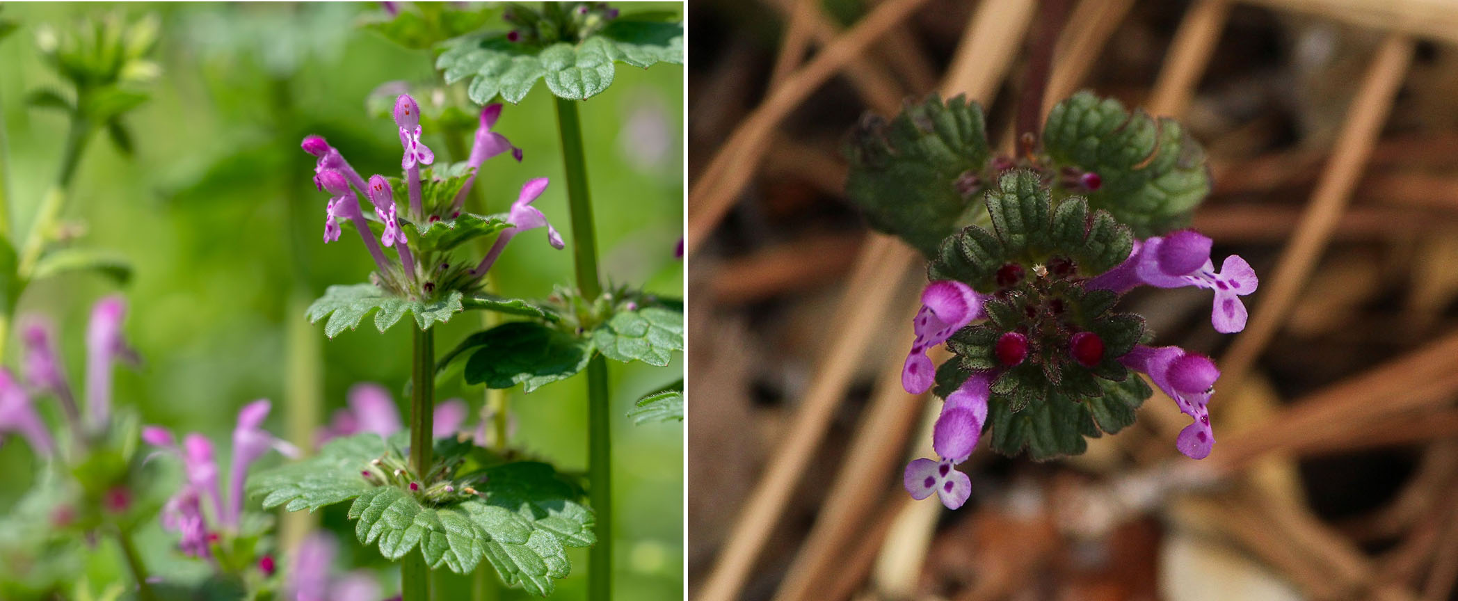 Purple deadnettle and henbit: Two common garden spring weeds ...