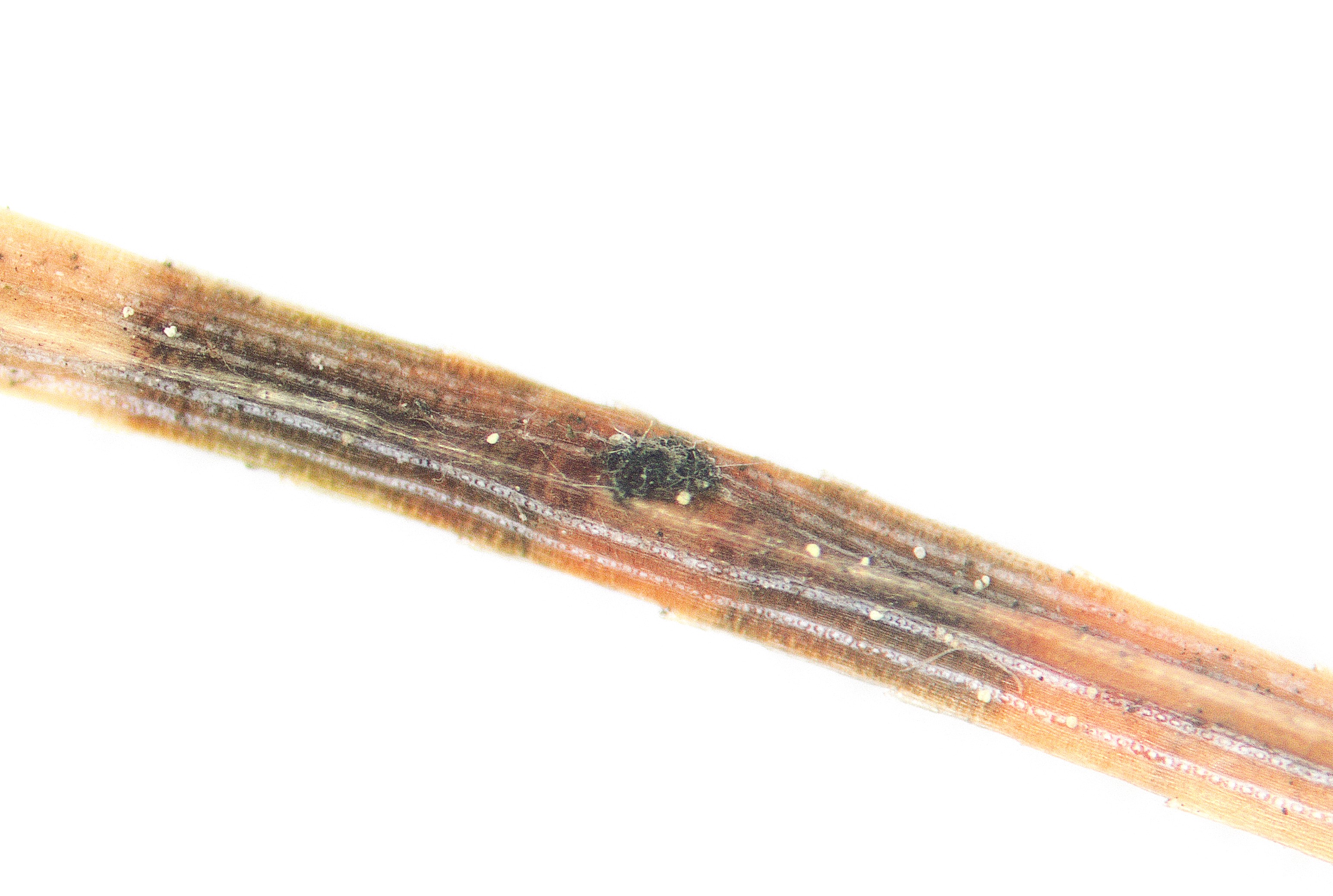 Brown Spot Needle Blight (BSNB) - Plant & Pest Diagnostics