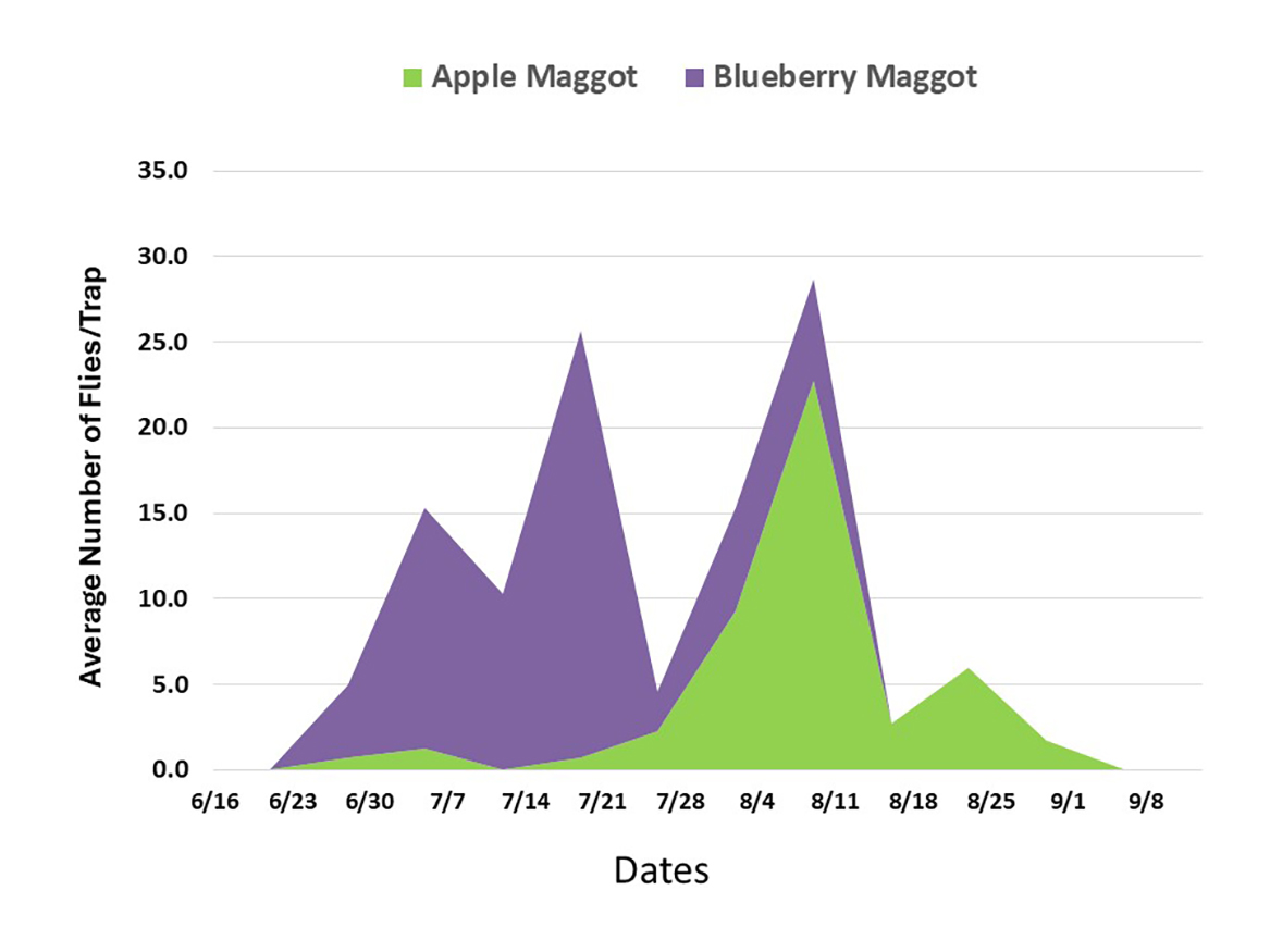 The Blueberry Maggot - Blueberries