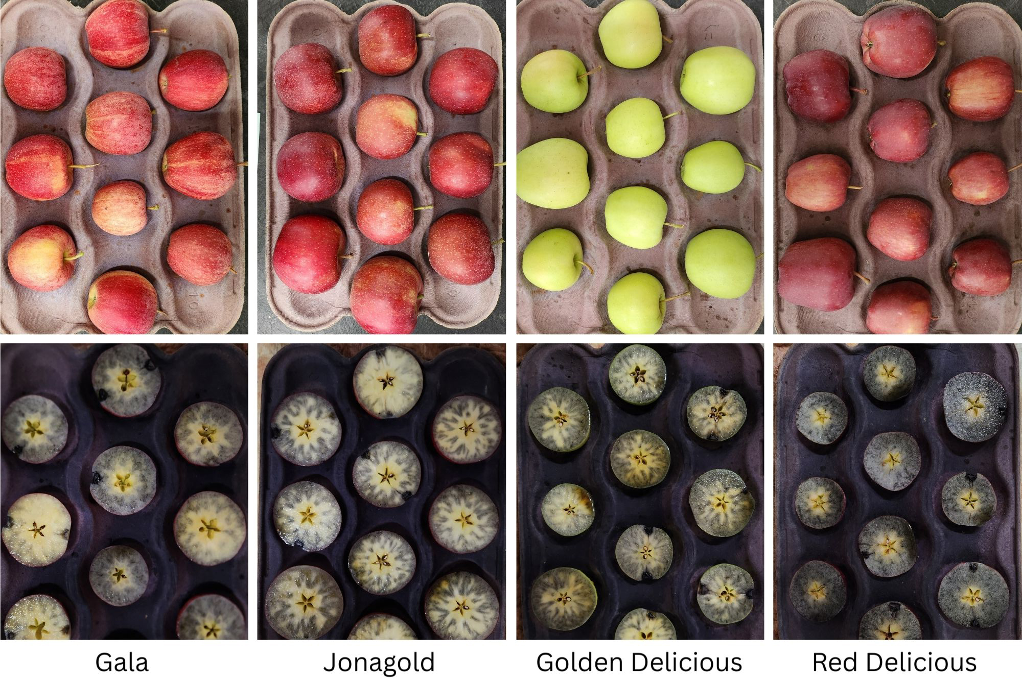 Grand Rapids area apple maturity report – September 17, 2025 - Apples