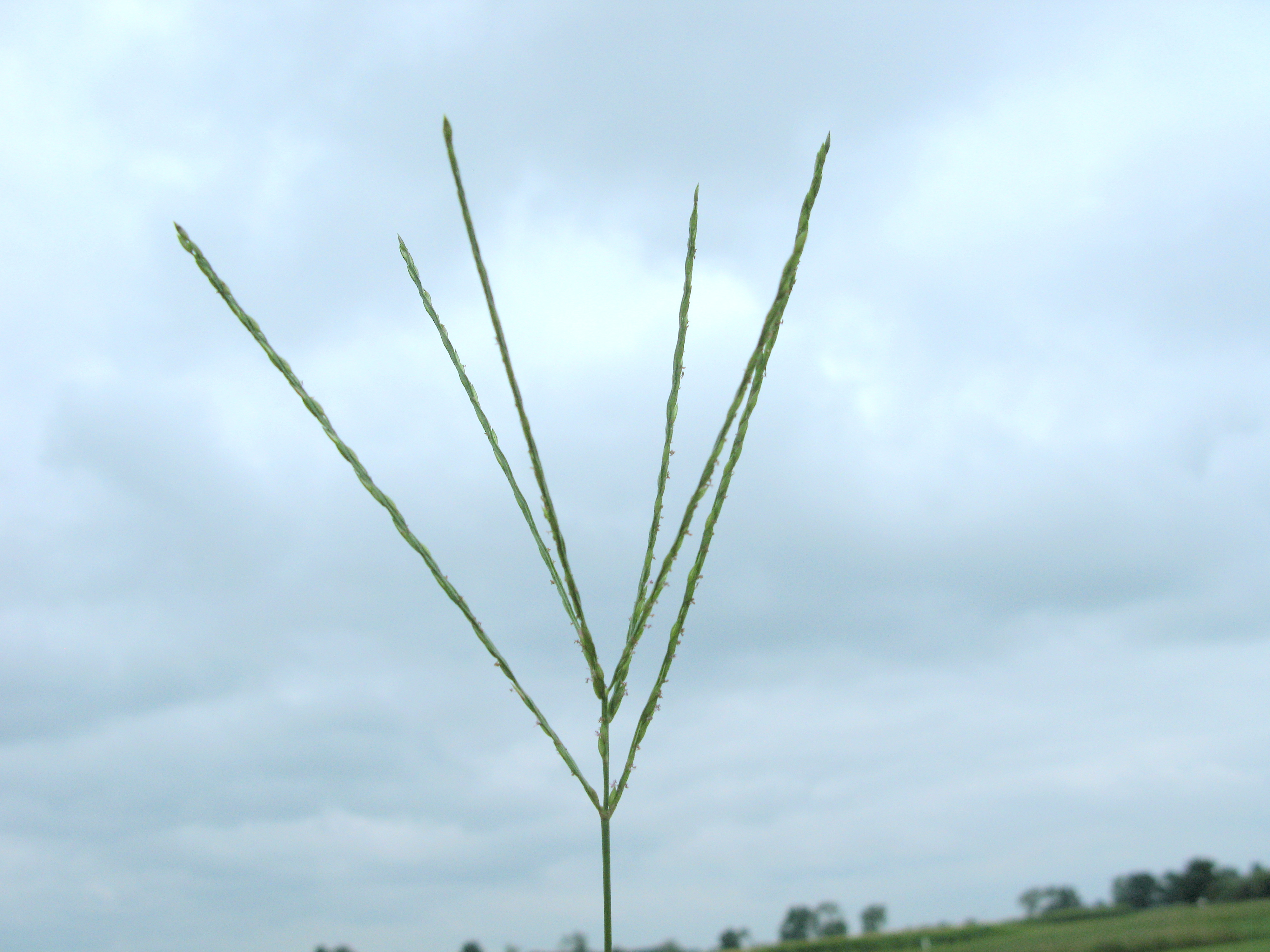 Pain in the grass: Crabgrass - Turf