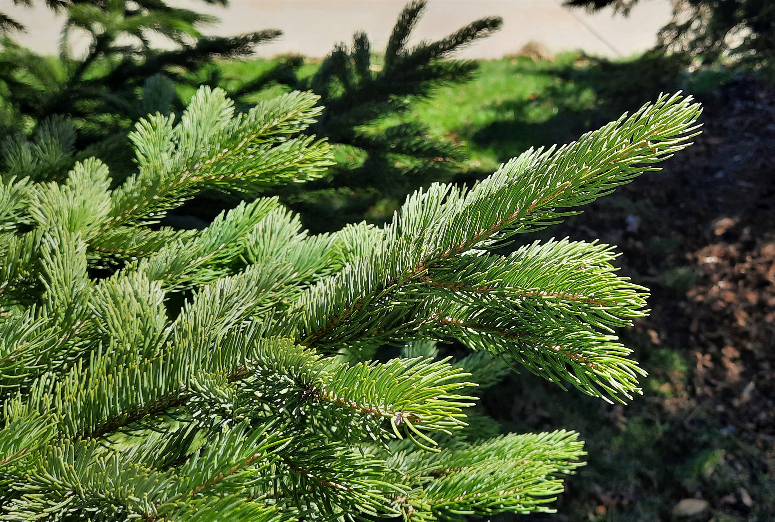 Alternatives to Blue Spruce: Top Conifers for Michigan Landscapes ...