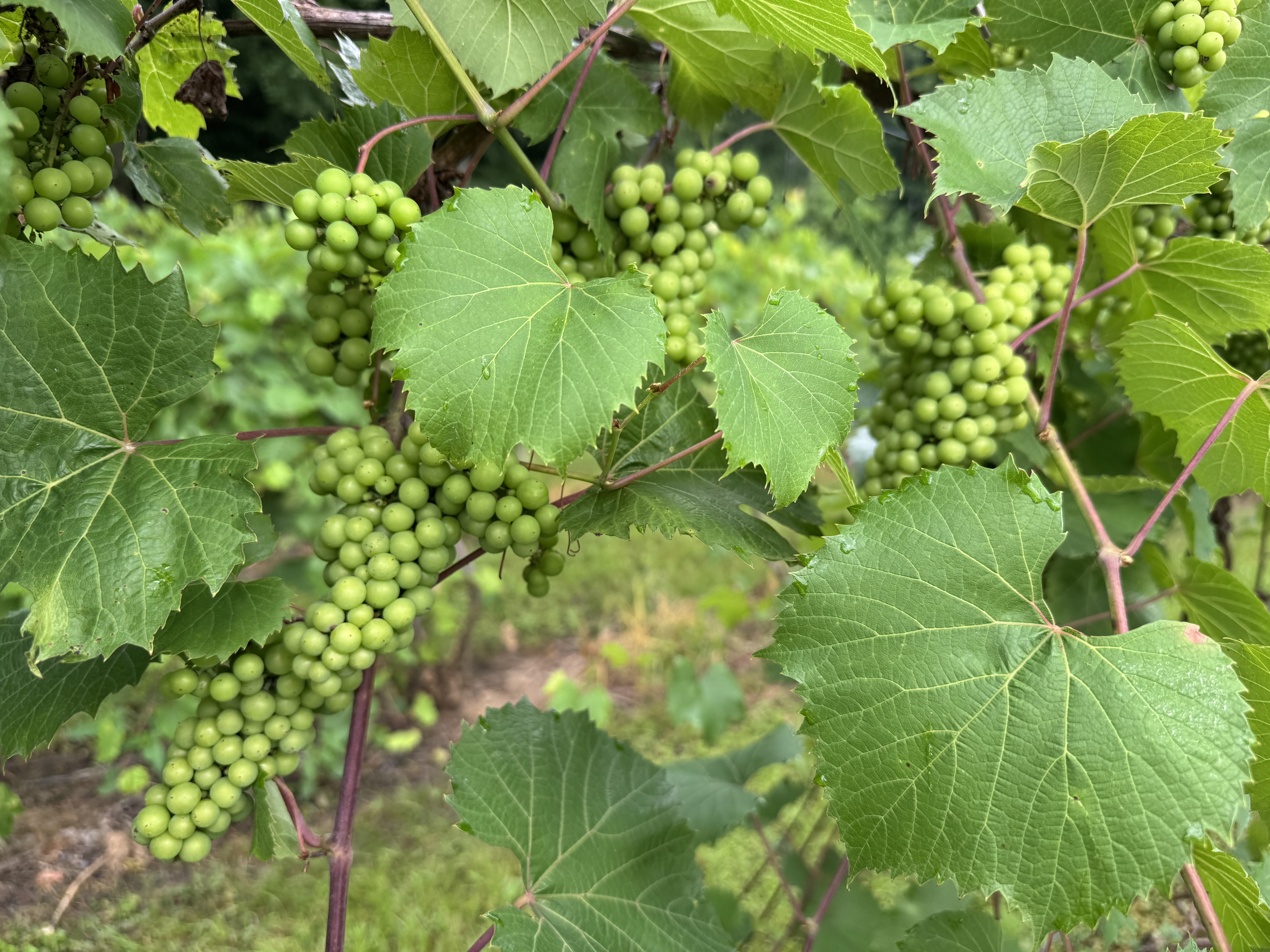 Michigan grape scouting report – July 23, 2025 - Grapes