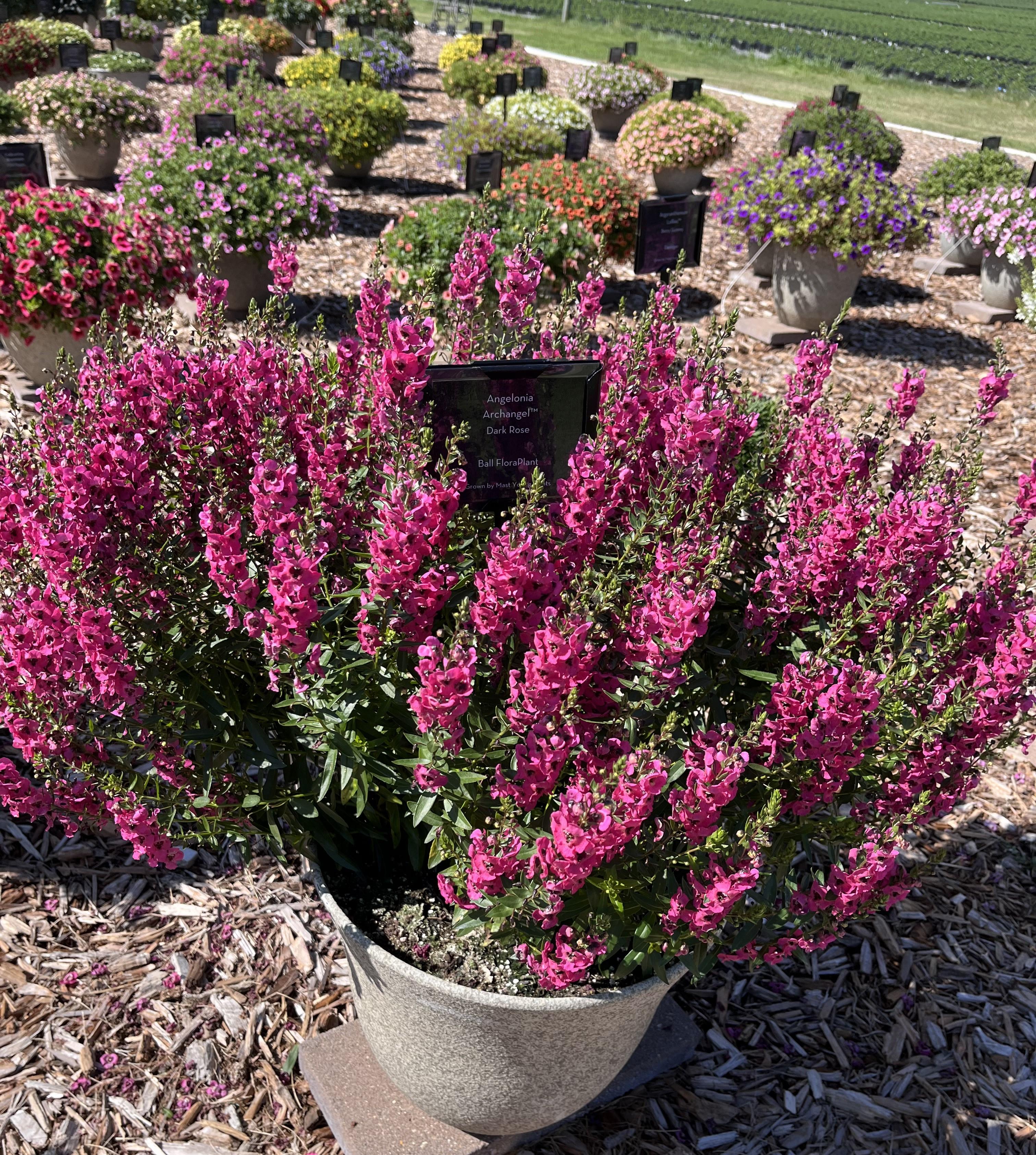 Featured Four: Favorites from Mast Young Plants Trial Garden ...