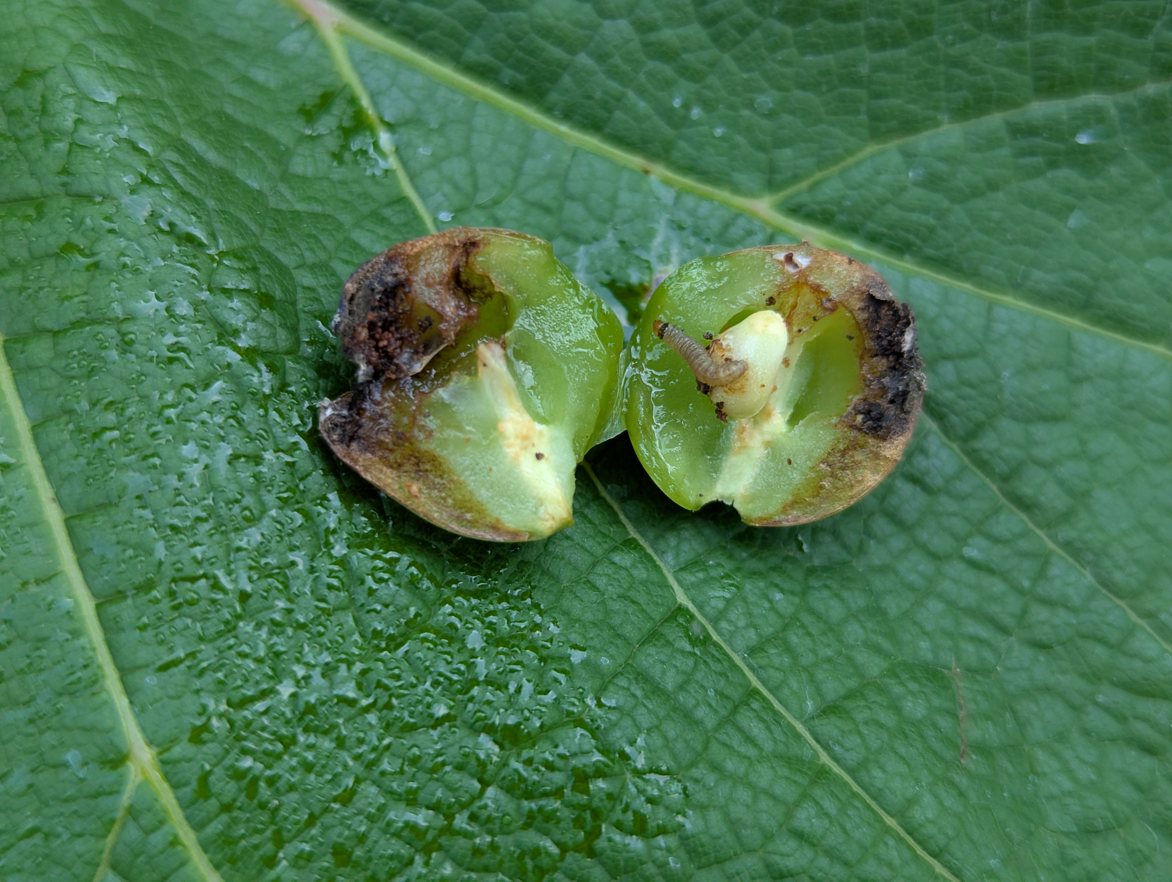 Michigan grape scouting report – July 16, 2025 - Grapes