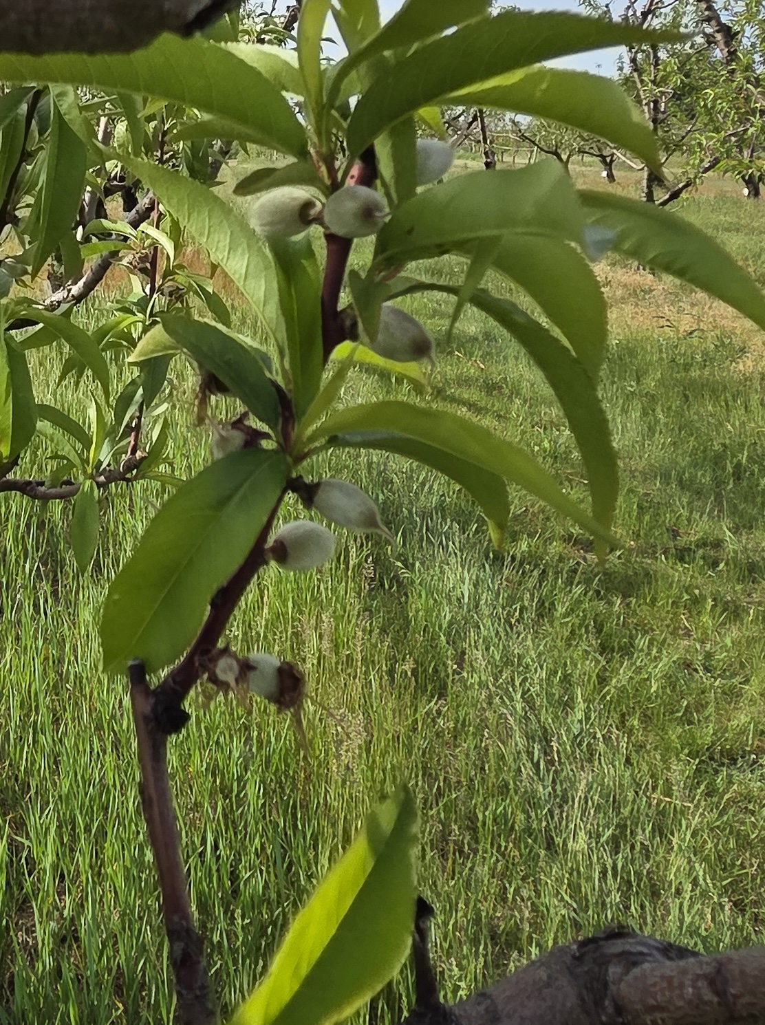 Southwest Michigan fruit update – May 20, 2025 - Fruit & Nuts