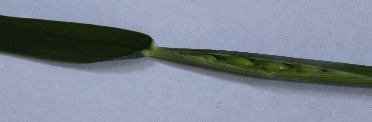 Winter Wheat Staging and Management Guide - Wheat