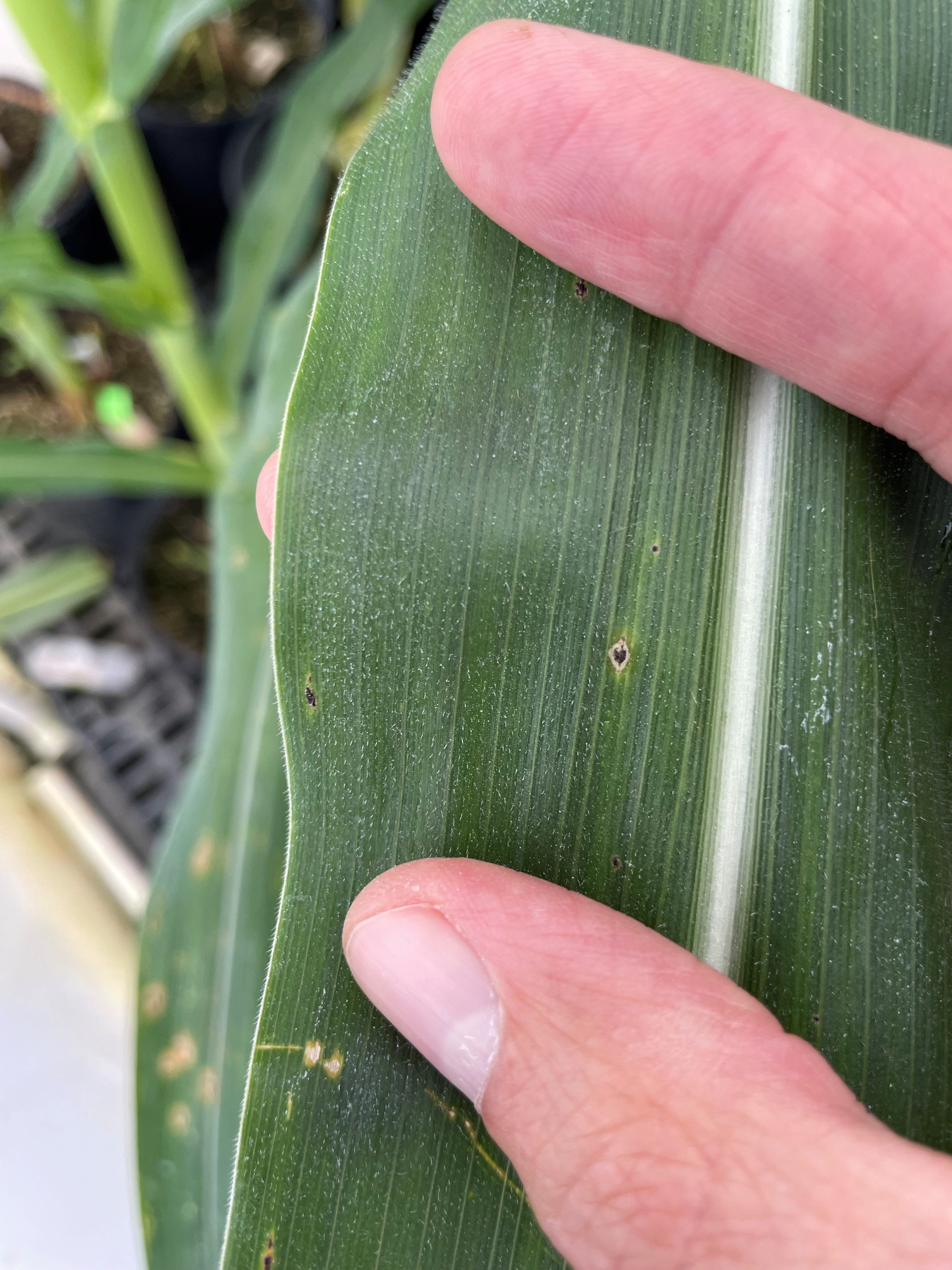 Managing tar spot in corn - Corn