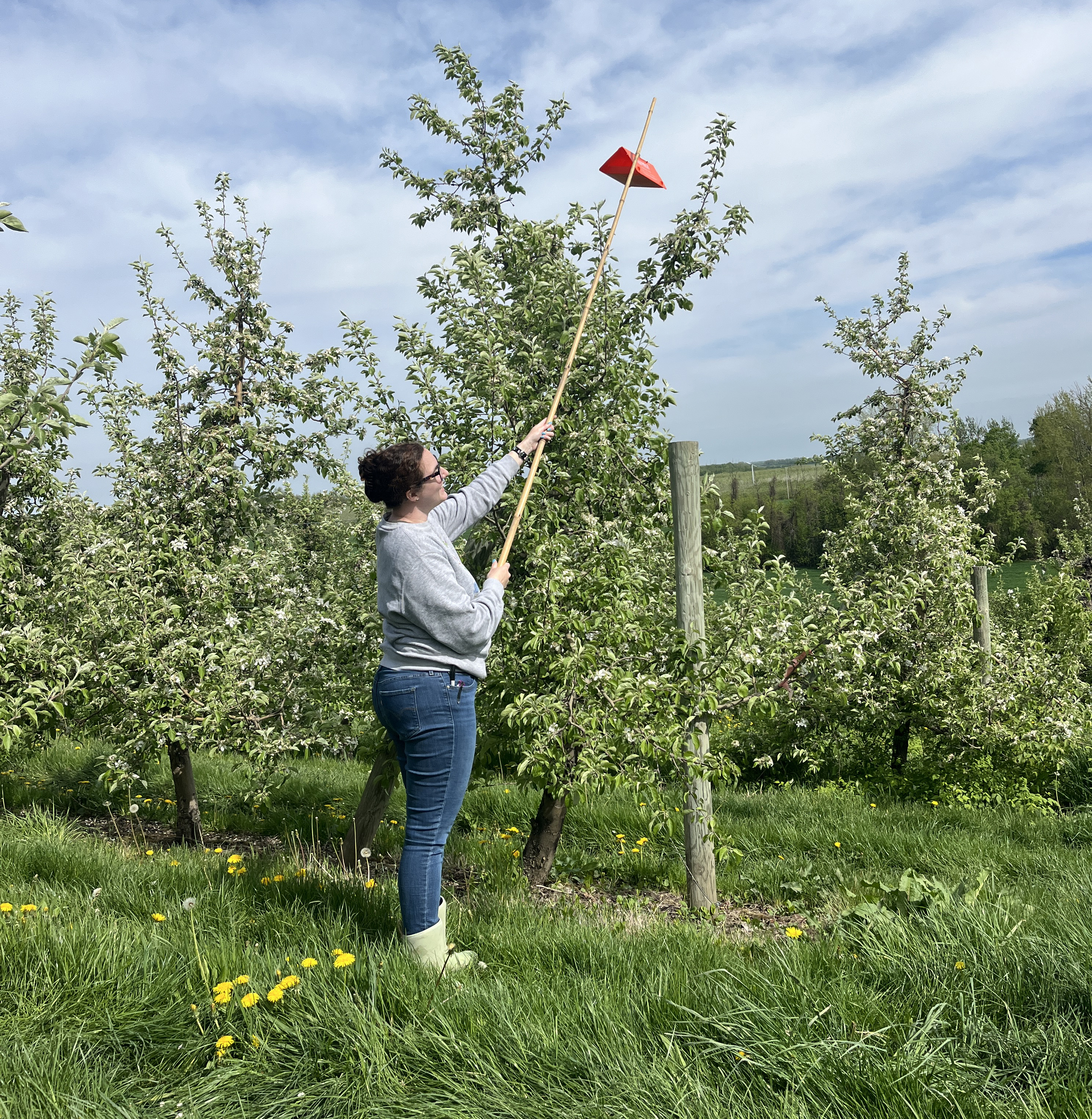Getting insect traps out early is essential for accurate management ...