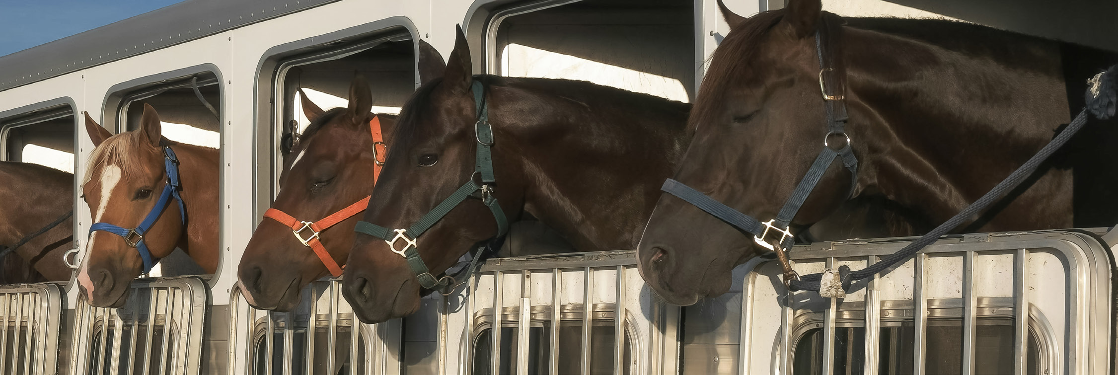 Preparing First Responders for Accidents Involving Livestock - Animal ...