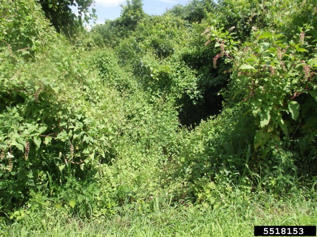 Priority Plant Patrol encourages community scientists to watch for ...