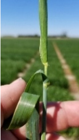 Winter Wheat Staging and Management Guide - Wheat
