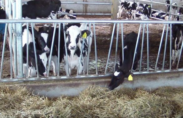 Optimizing farm facilities for effective heifer management - Dairy