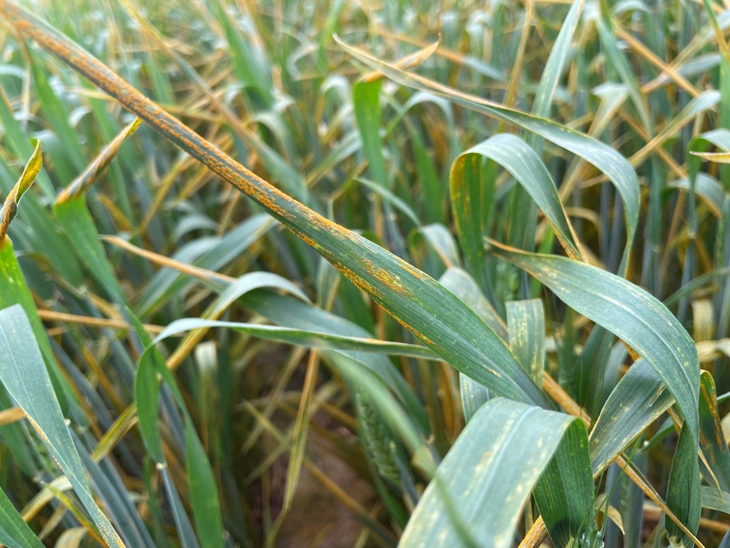 Wheat stripe rust outbreak and Fusarium head scab risk prediction - Wheat